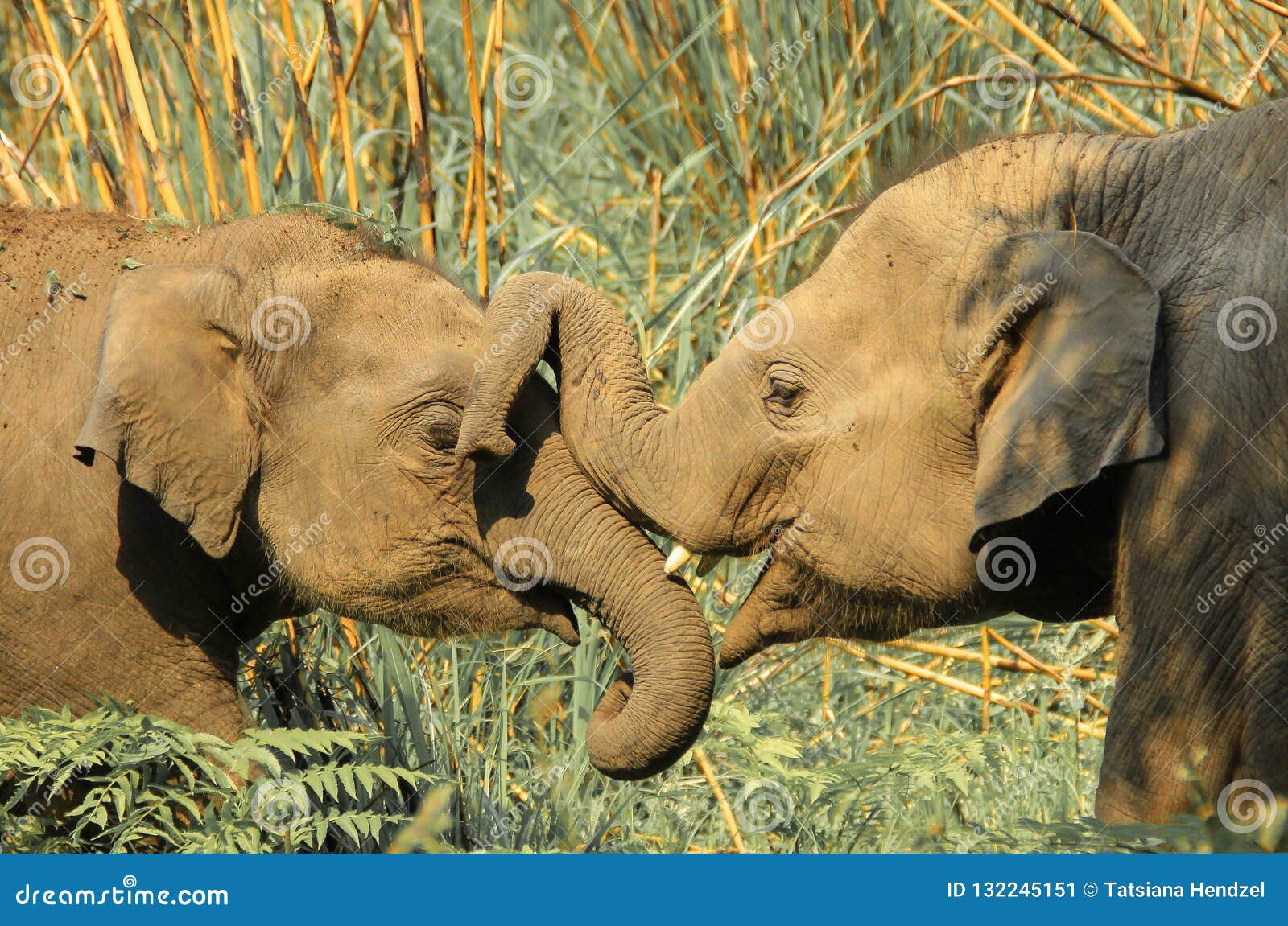 Two Elephants are Played with Each Other by Trunks Stock Image - Image ...
