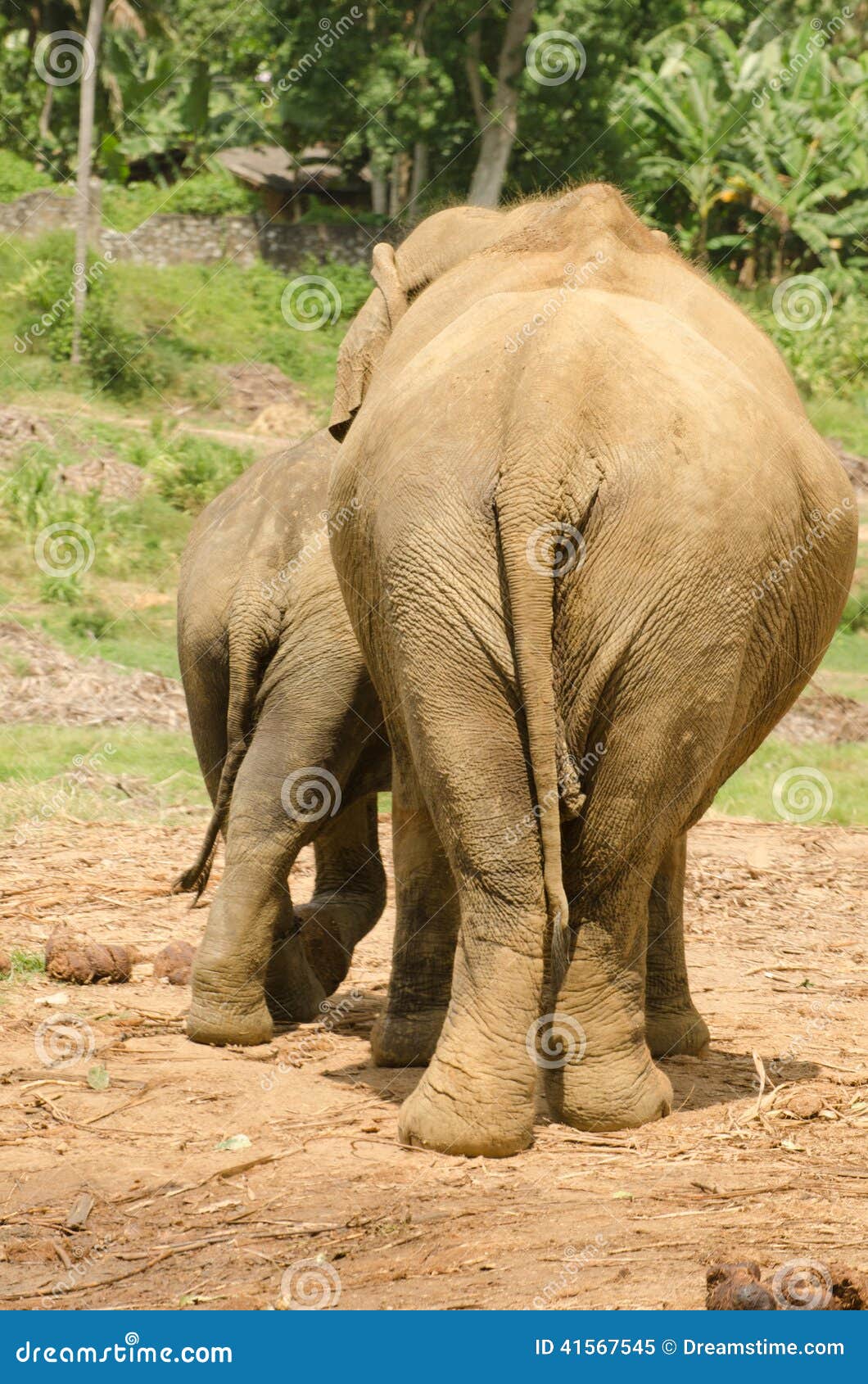 Two Elephants from the Rear Stock Image - Image of lanka, bottoms: 41567545