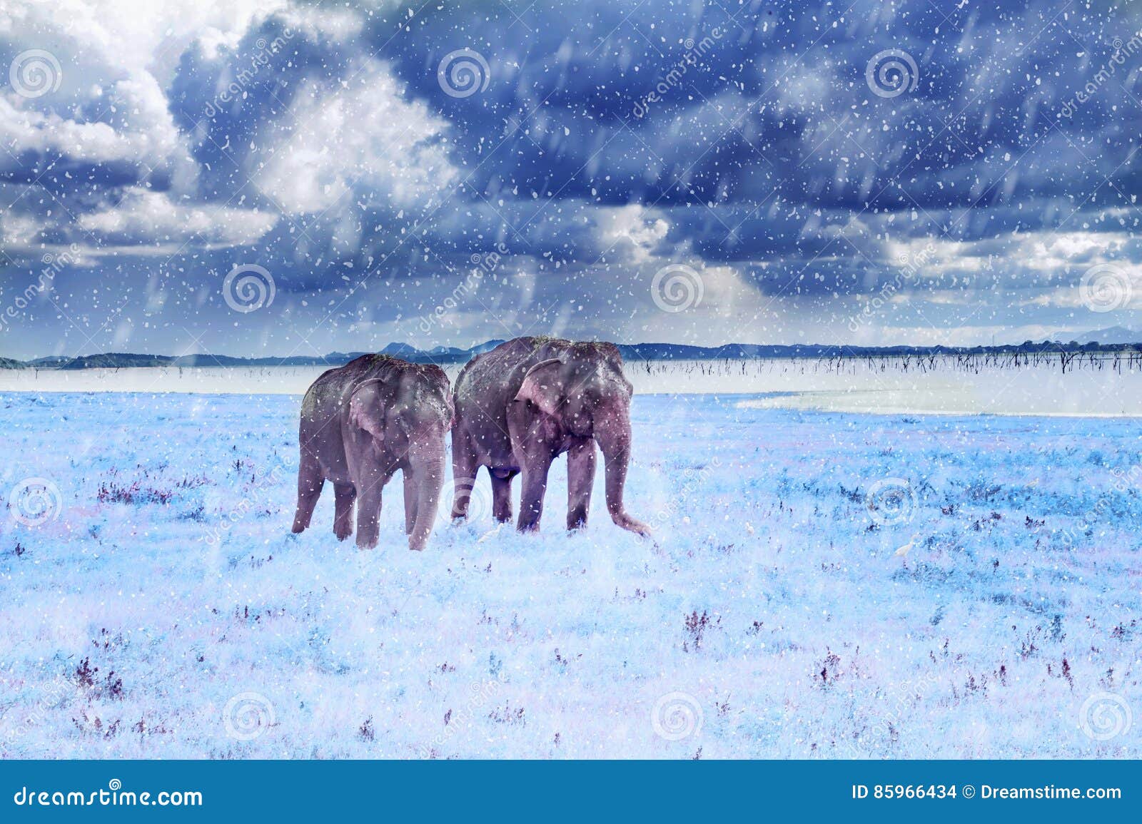 Two Elephants in a Snowfall Stock Photo - Image of postcard, snow: 85966434