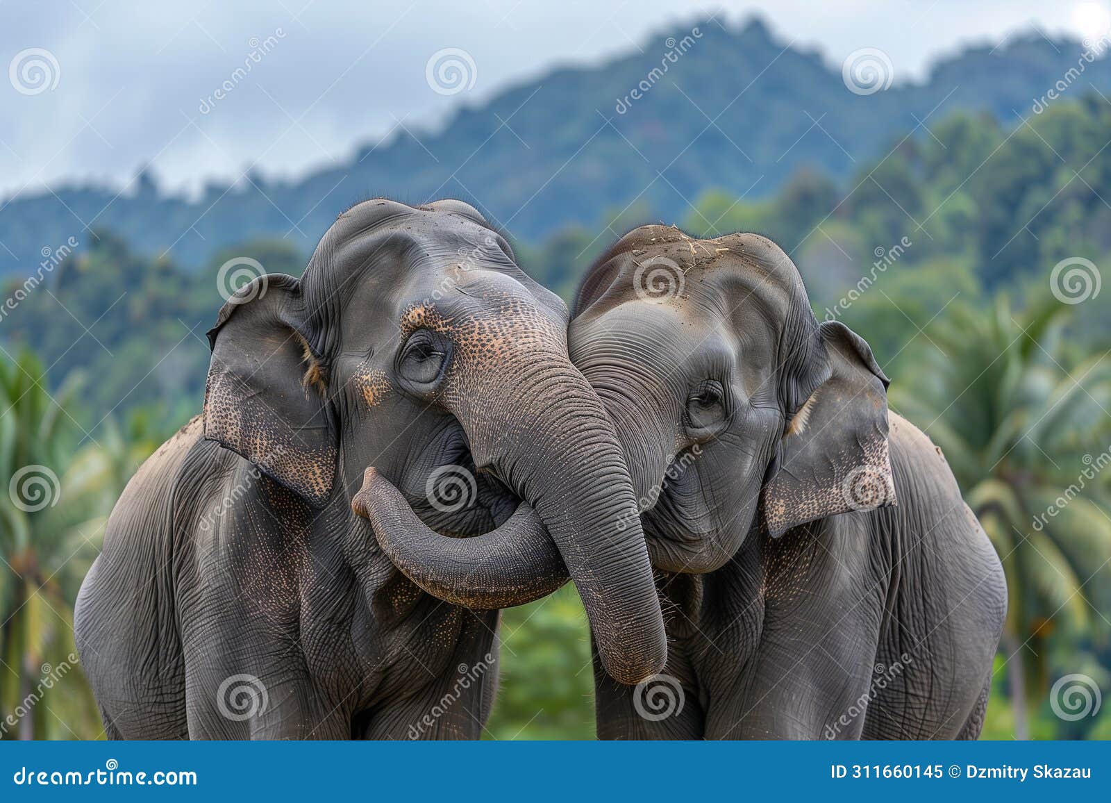 Two Elephants Standing Together Stock Image - Image of solidarity ...