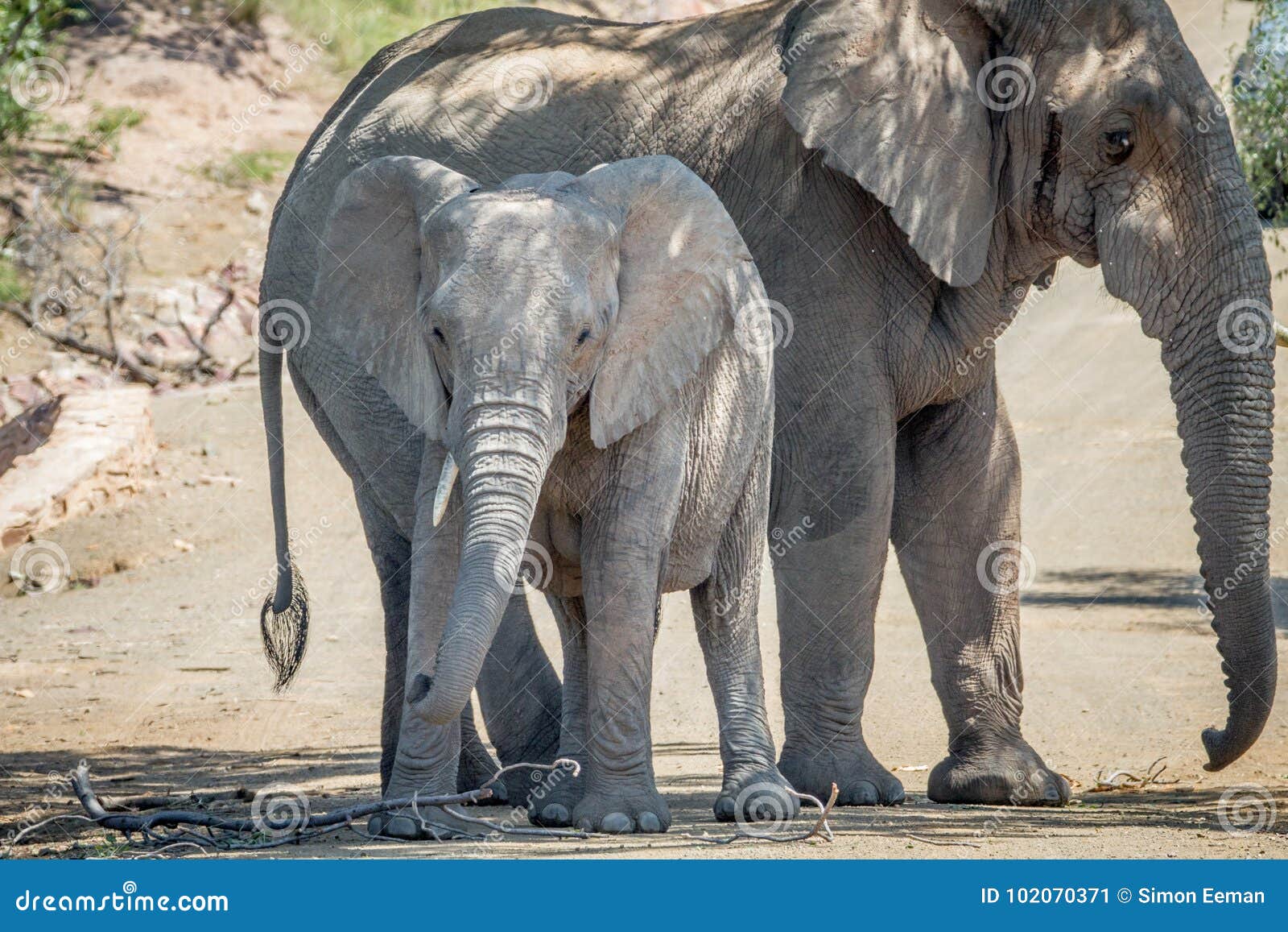 Two Elephants Standing Under a Tree in the Shade. Stock Image - Image ...