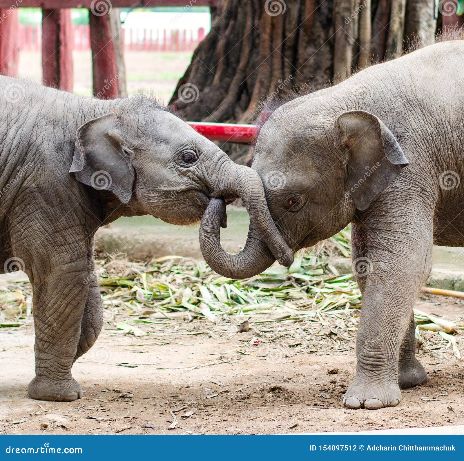 Two Elephants Touching the Trunk Together Stock Photo - Image of love ...