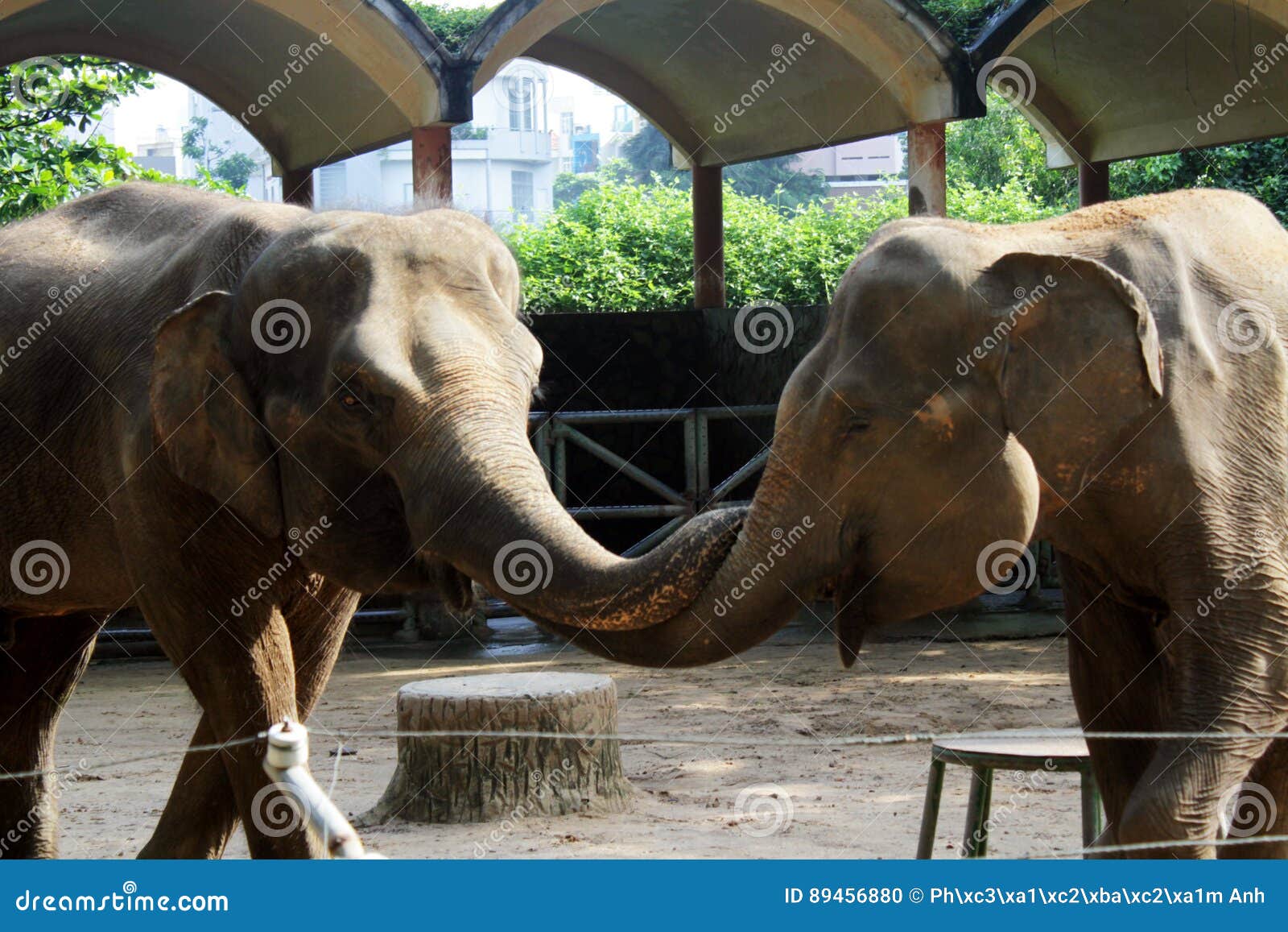 Two Elephants stock photo. Image of wildlife, trunks - 89456880