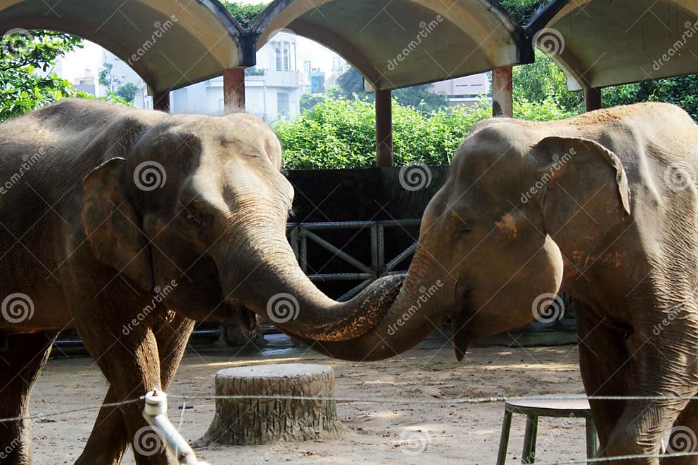 Two Elephants stock photo. Image of wildlife, trunks - 89456880