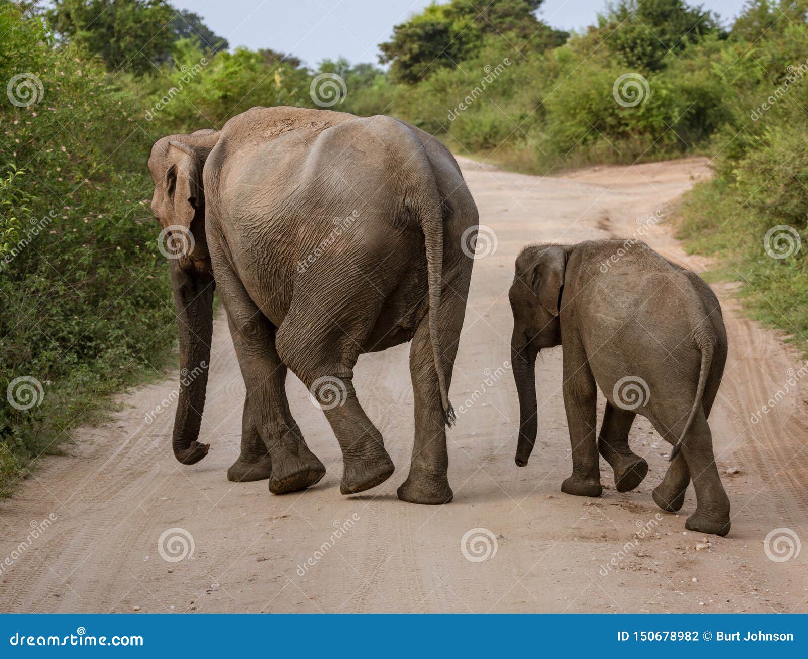 Two Elephants Walk Away Across a Road Stock Photo - Image of nakhon ...