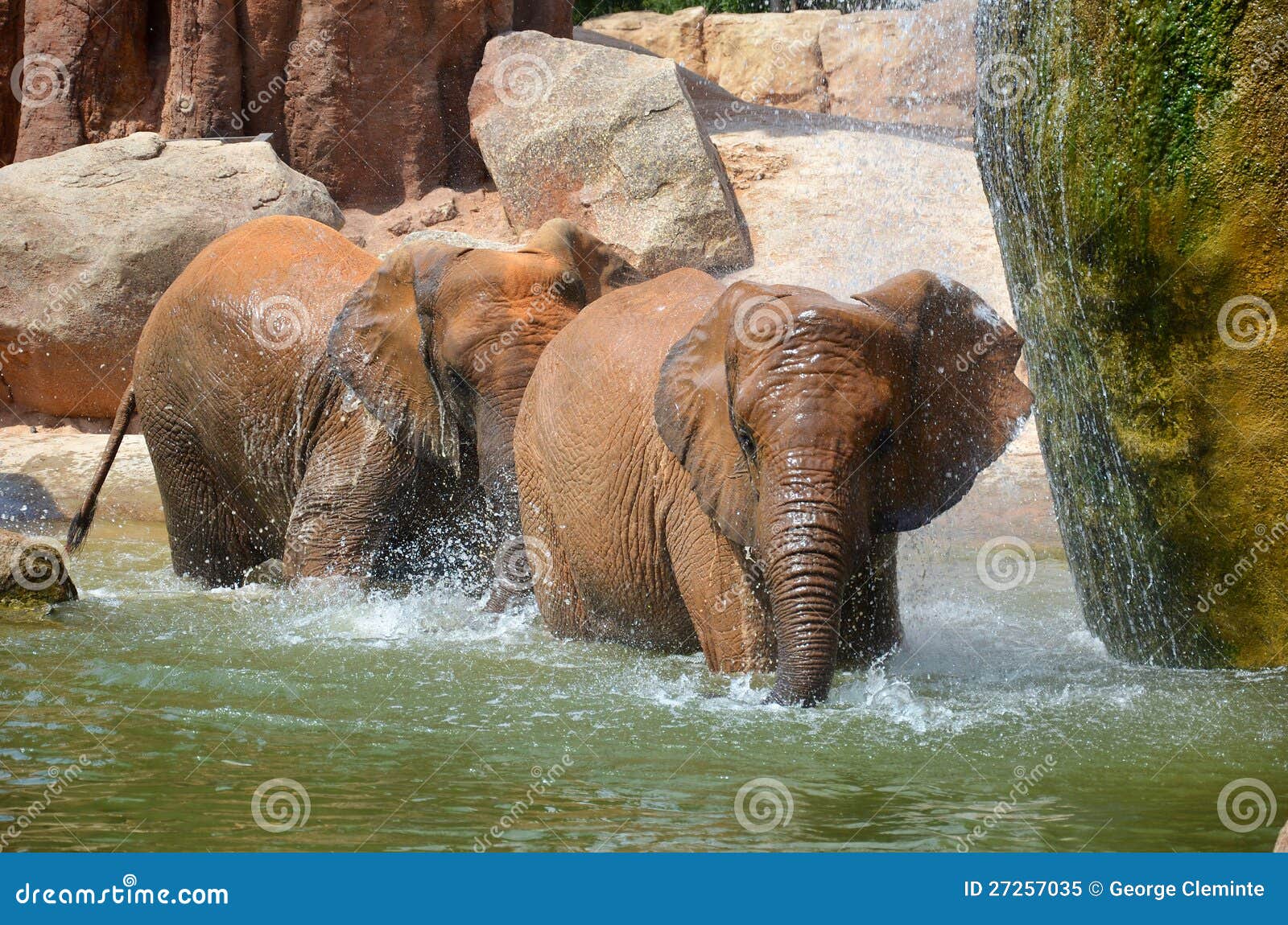 Two Elephants Walking Under a Waterfall Stock Image - Image of ...