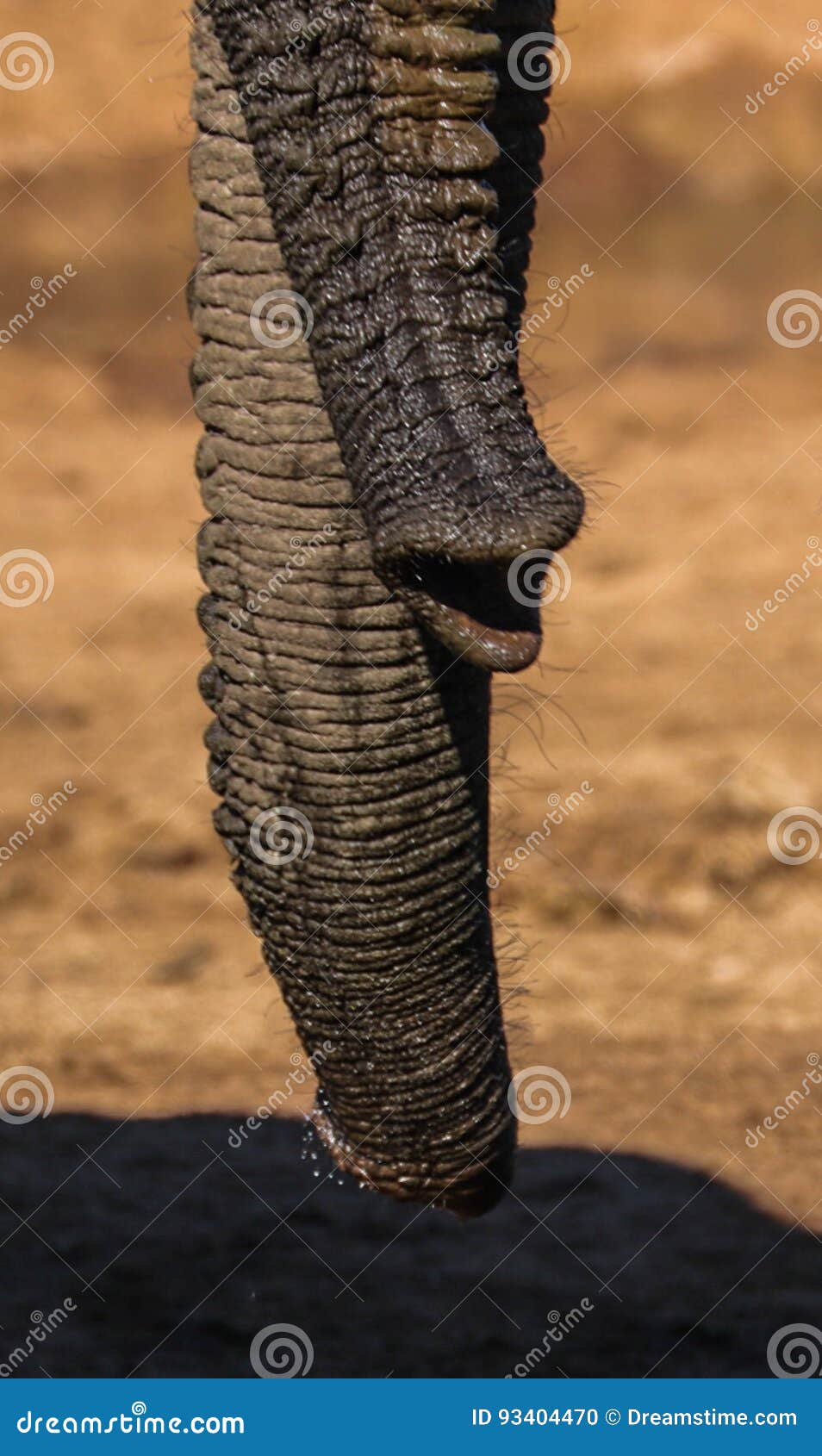 Two Elephants Wrapping Their Trunks at Addo Elephant Park. Stock Photo ...