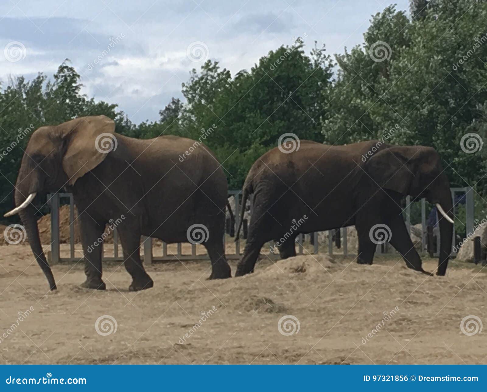 Two Elephants stock photo. Image of elephants, elephant - 97321856