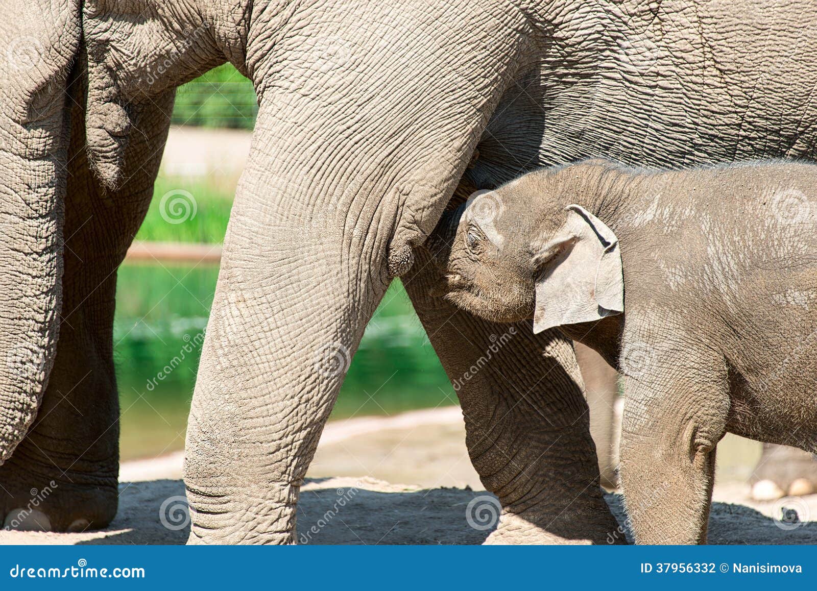 Two elephants in zoo stock photo. Image of texture, young - 37956332