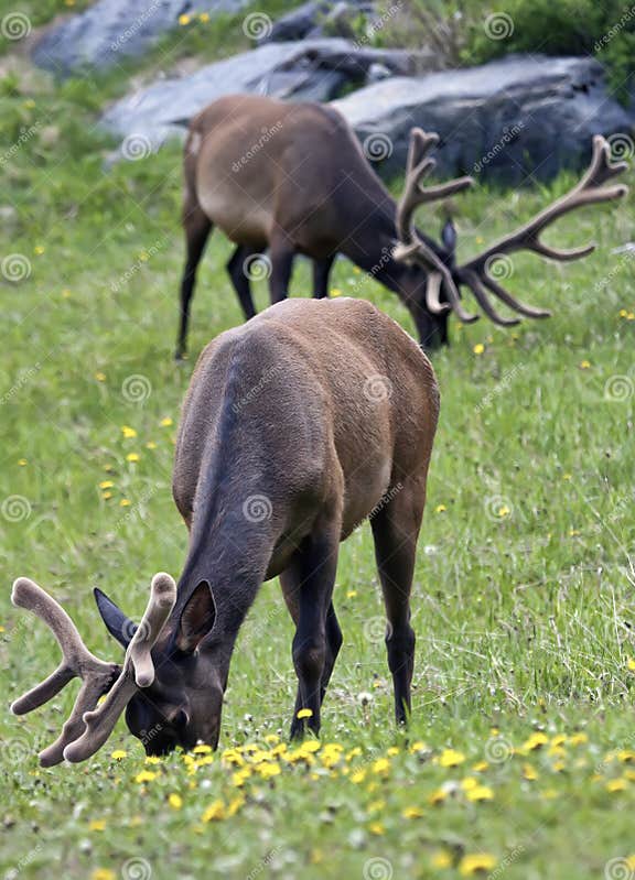 Two Elk stock image. Image of wildlife, wild, hiking - 14912251