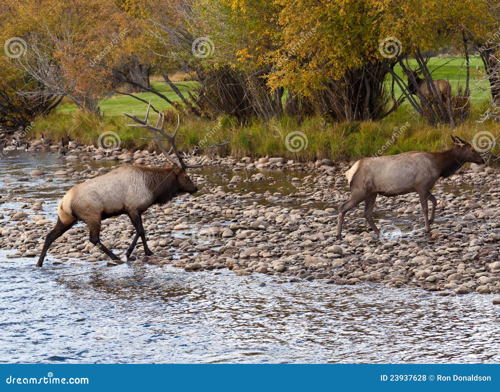 Two Elk Crossing Stream stock photo. Image of stream - 23937628