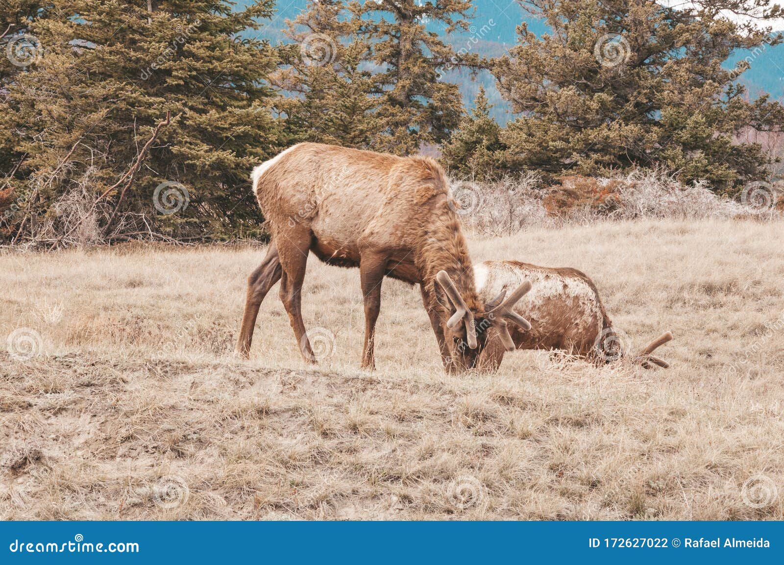 Two Elk Eating Wild in Springtime Stock Photo - Image of cervus ...