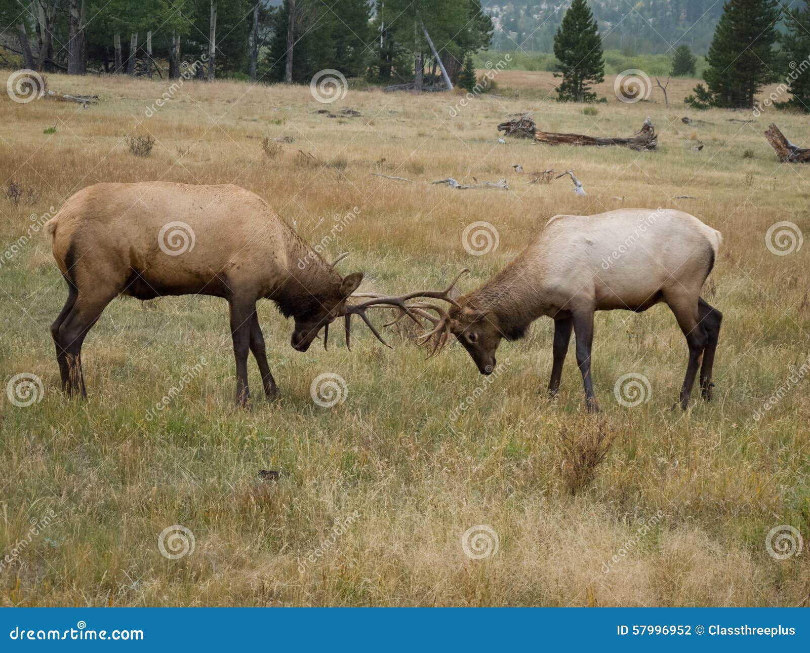 Two Elk Sparing with Each Other Stock Photo - Image of male, park: 57996952
