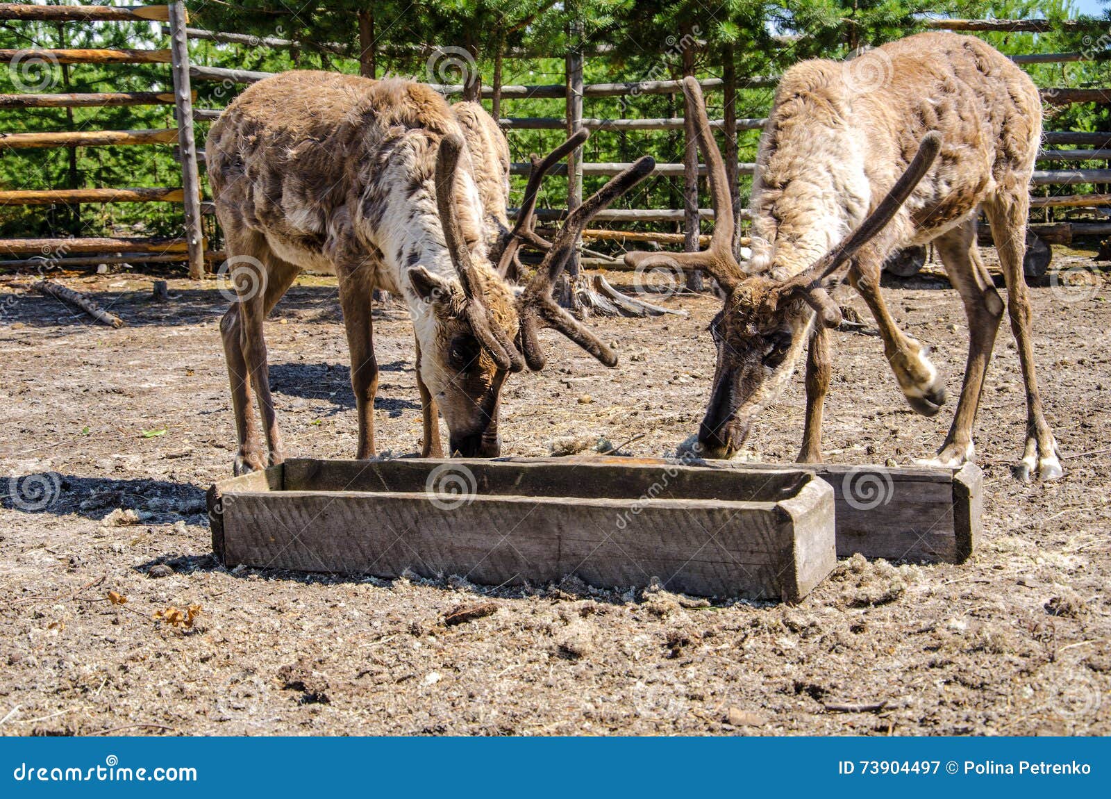 Two elks eating stock image. Image of antler, wilderness - 73904497