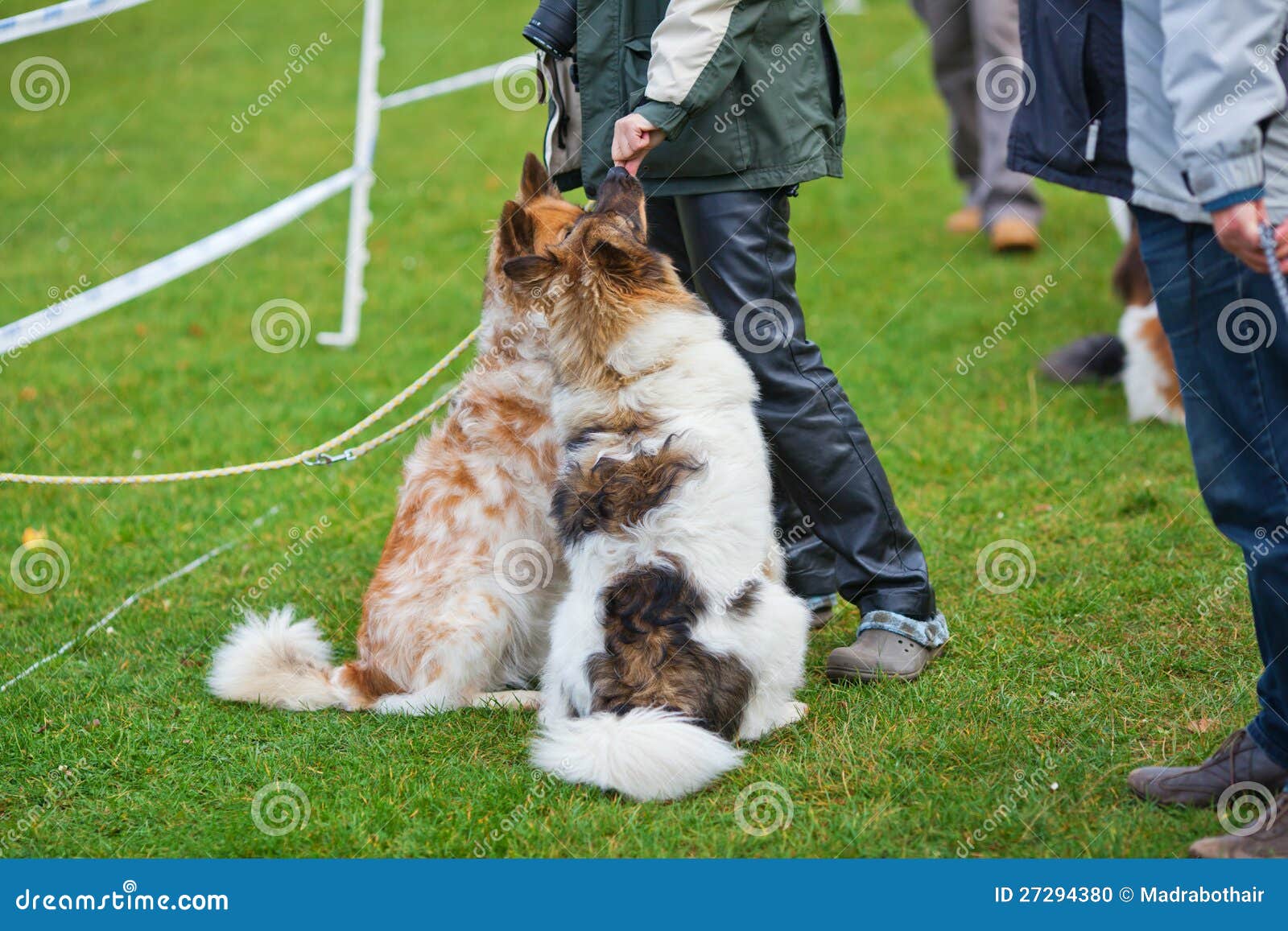 Two Elo Dogs Getting a Treat Stock Photo - Image of side, treat: 27294380