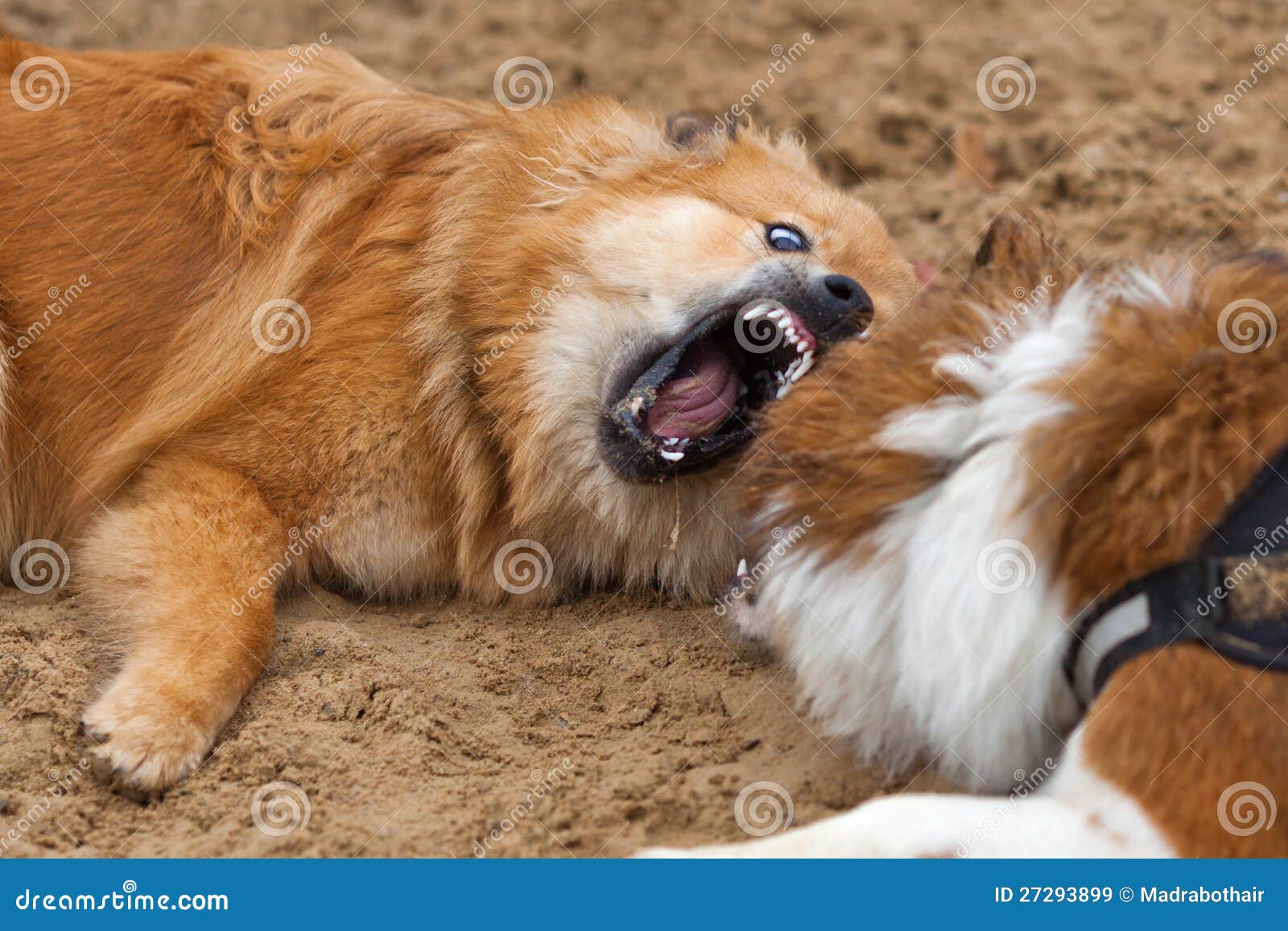 Two Elo Dogs Lying Barking in the Sand Stock Image - Image of loud ...