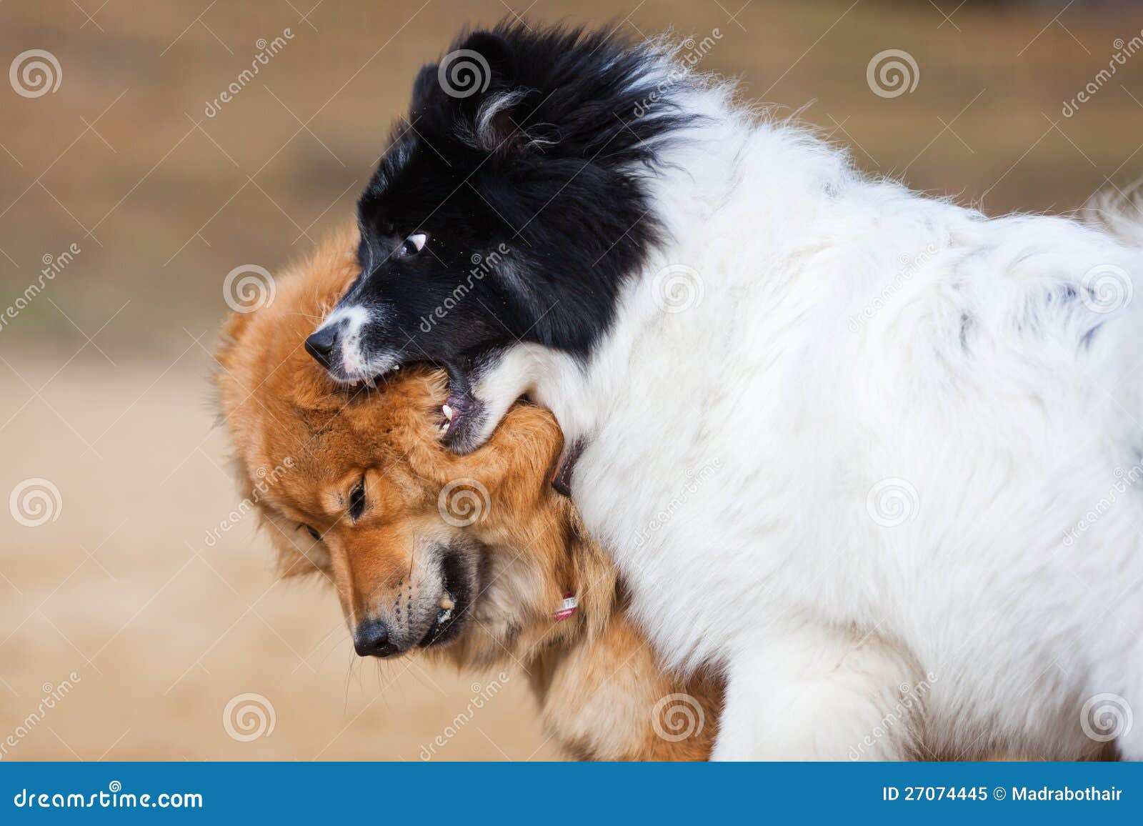 Two Elo Dogs Playing Together Stock Image - Image of animals, together ...