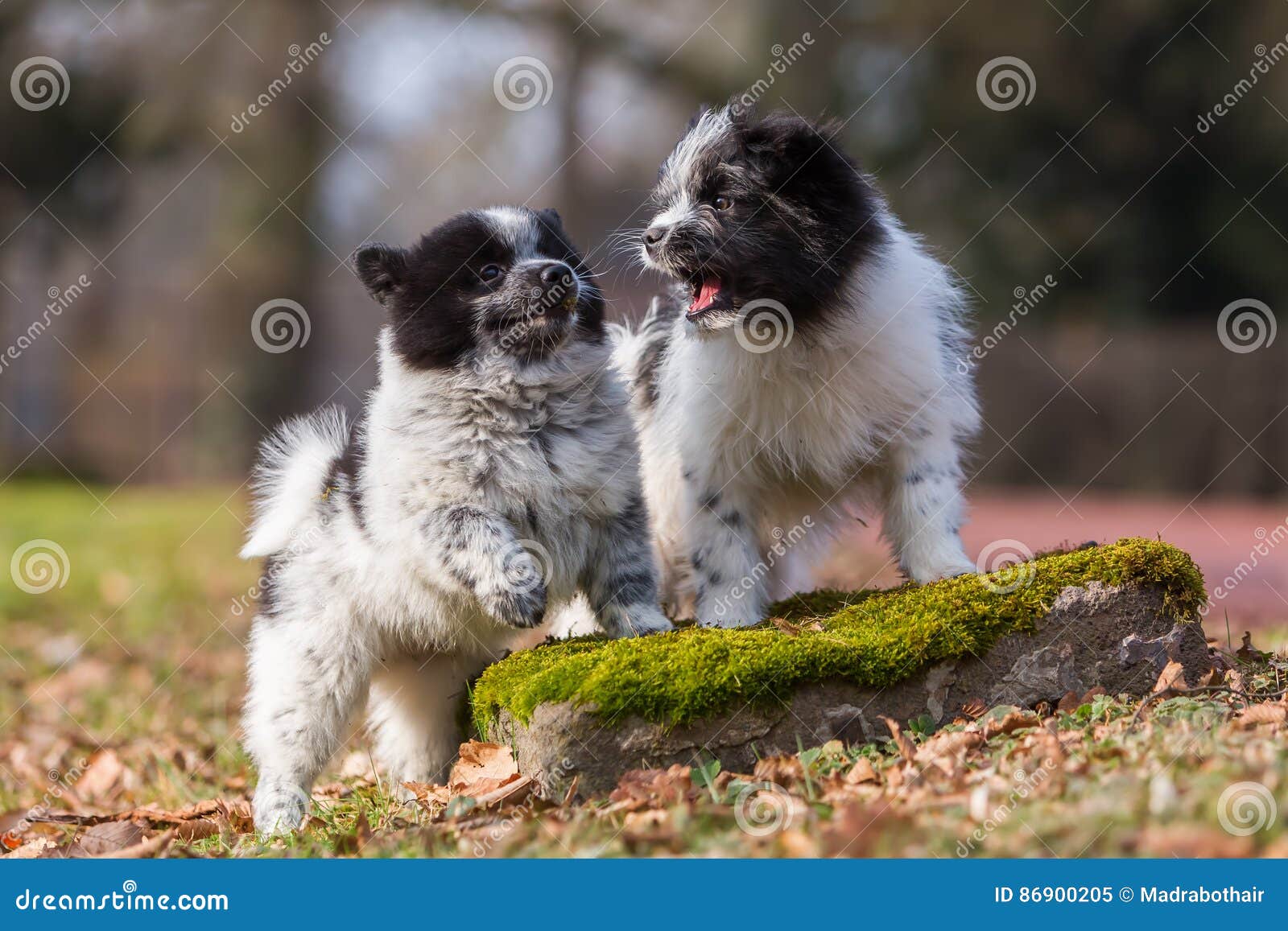 Two Elo Puppies Scuffle Outdoors Stock Image - Image of grass, outdoor ...