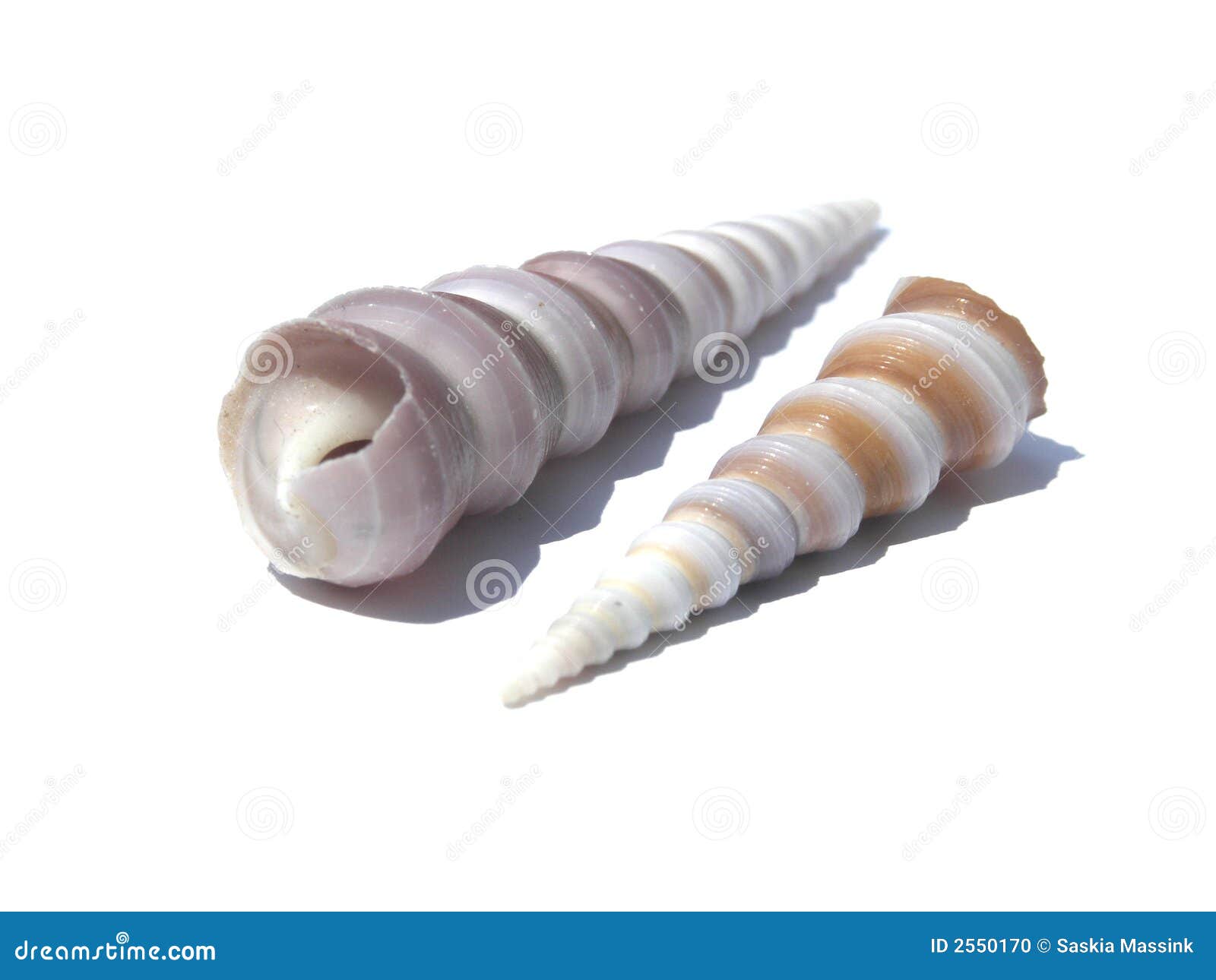 Two Elongated Shells... Picture Image: 2550170