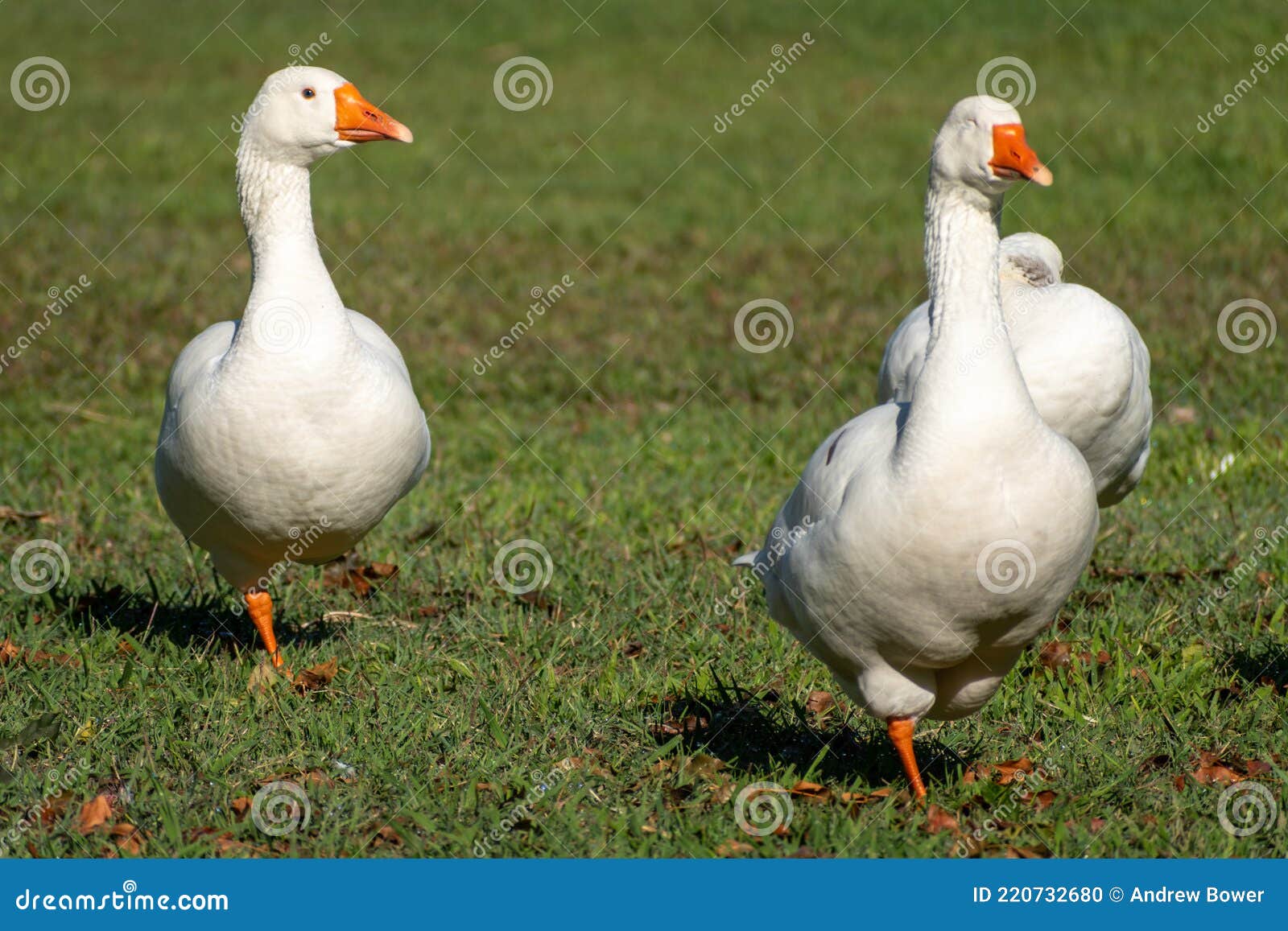 Two Embden Geese Walking in a Park in Queensland, Australia Stock Photo ...