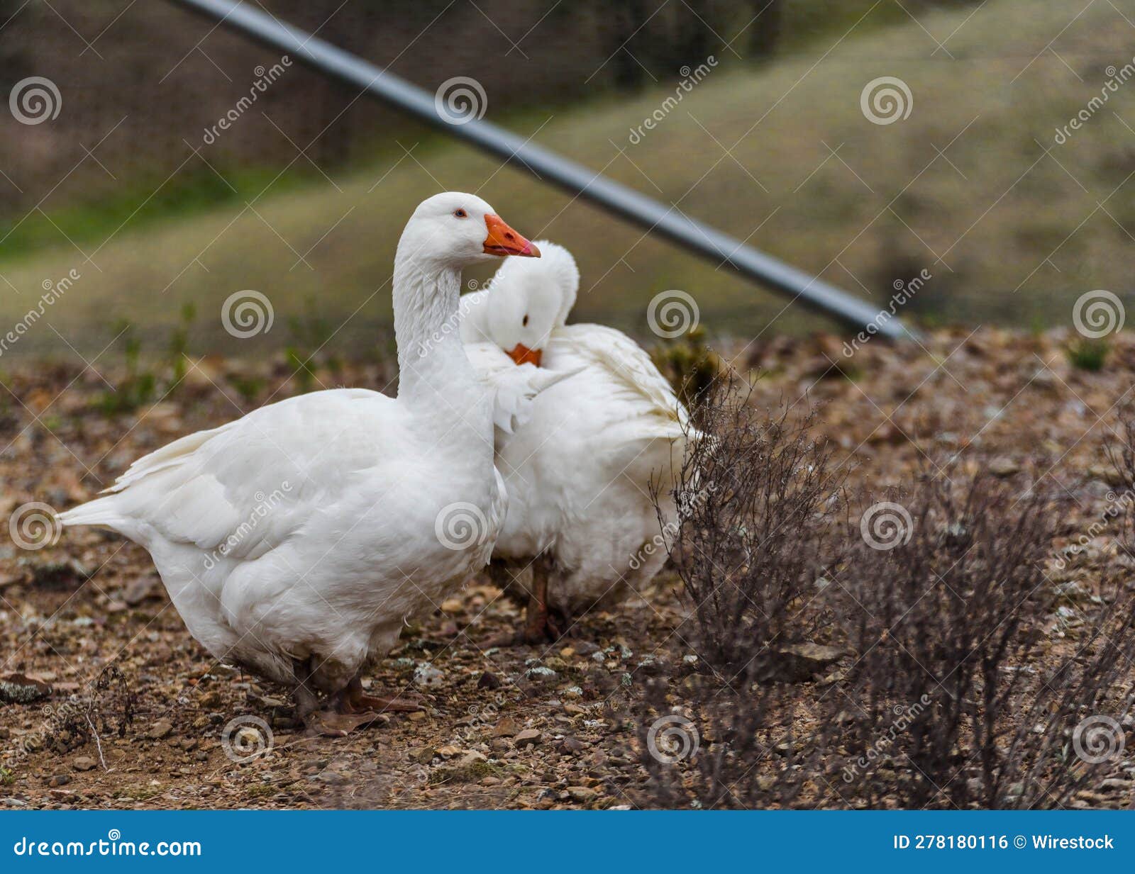 Two Emden Geese Walking in a Farmyard. Stock Photo - Image of wander ...
