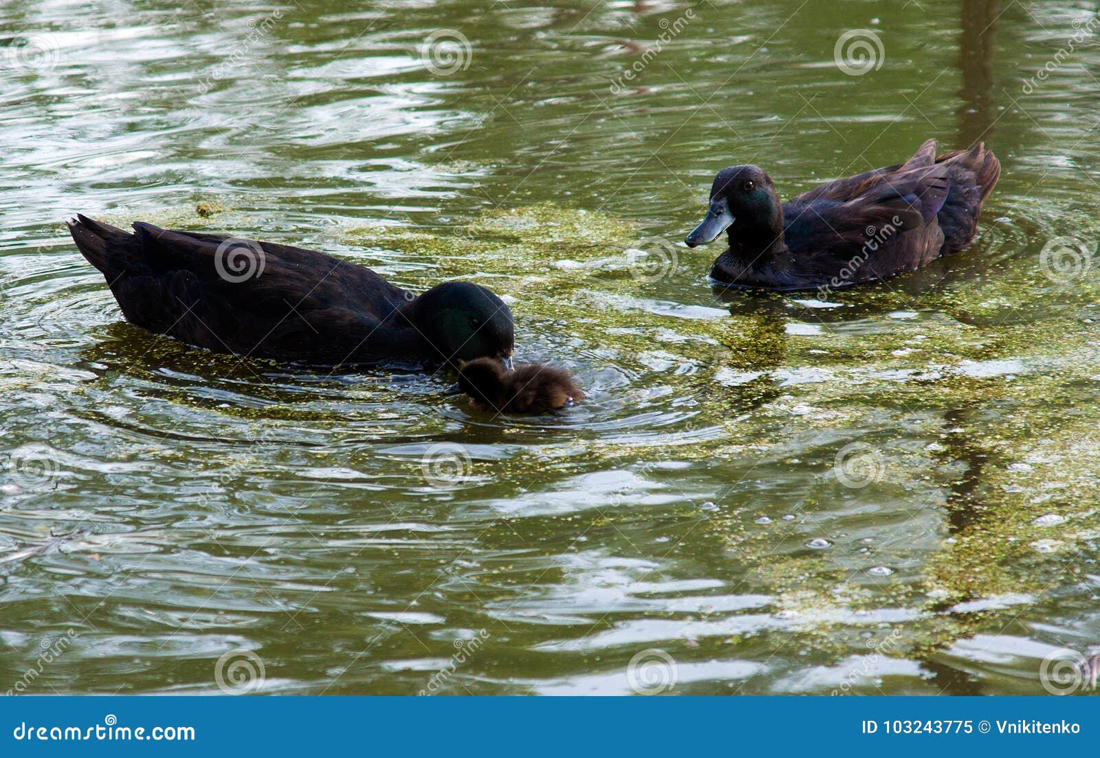 Two Emerald Ducks stock image. Image of mallard, wildlife - 103243775