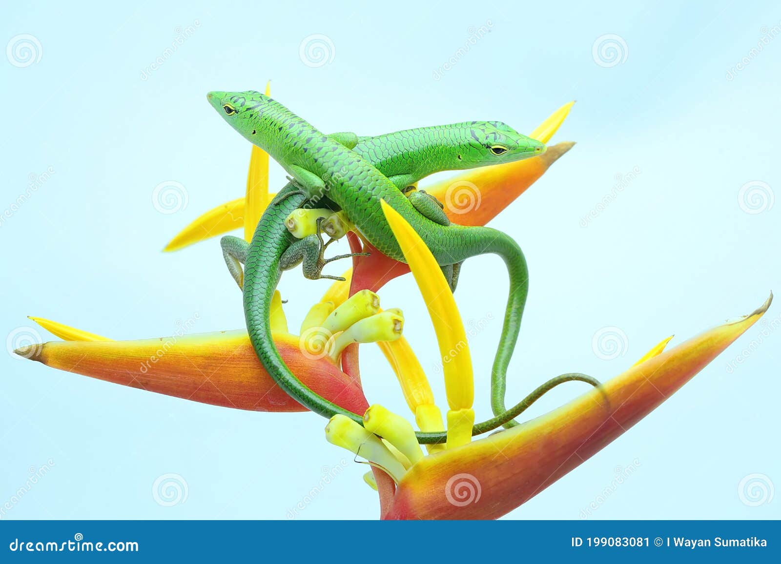 Two Emerald Tree Skinks are Preparing To Mate. Stock Image - Image of ...