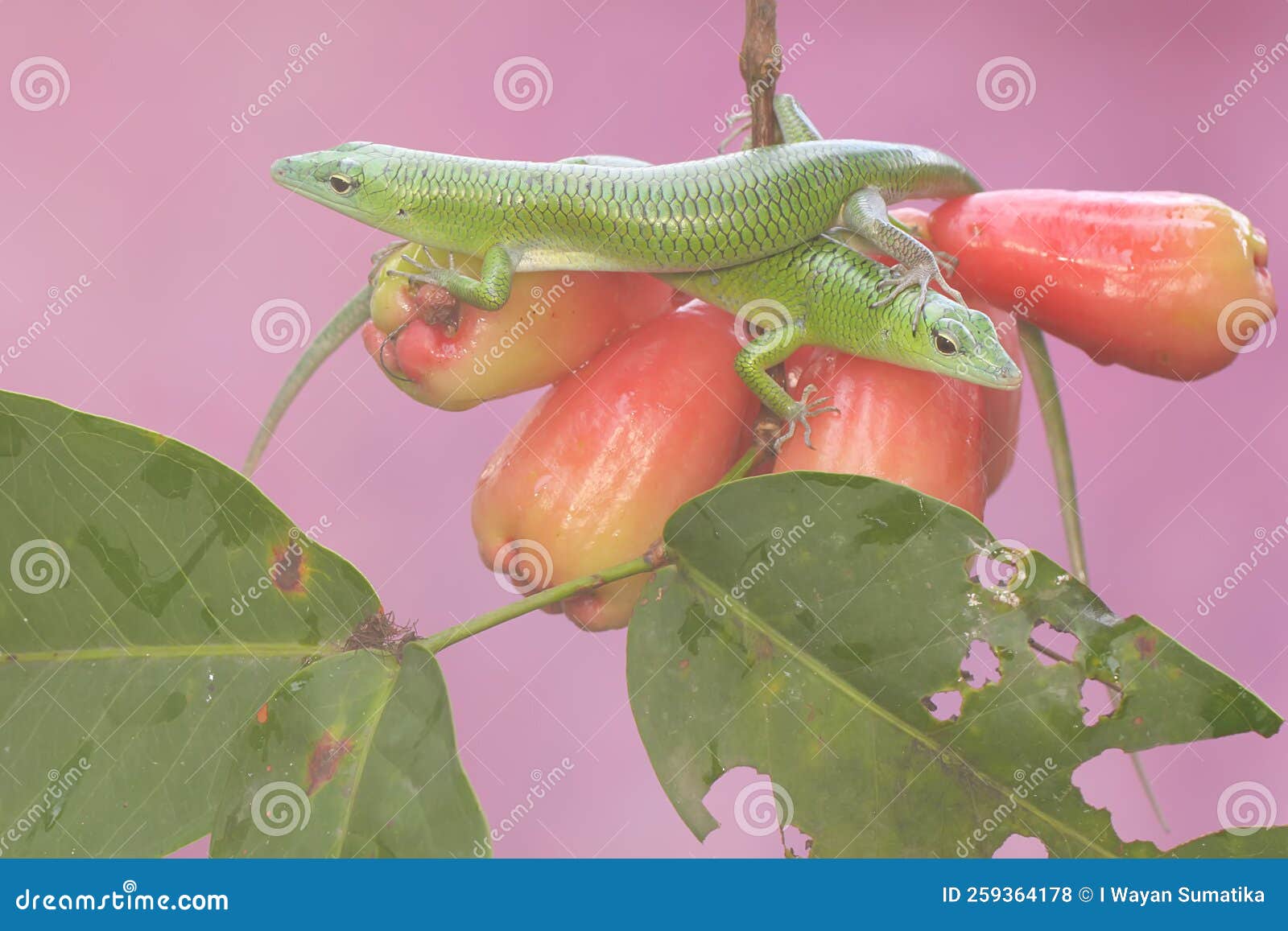 Two Emerald Tree Skinks are Sunbathing on a Collection of Water Apply ...