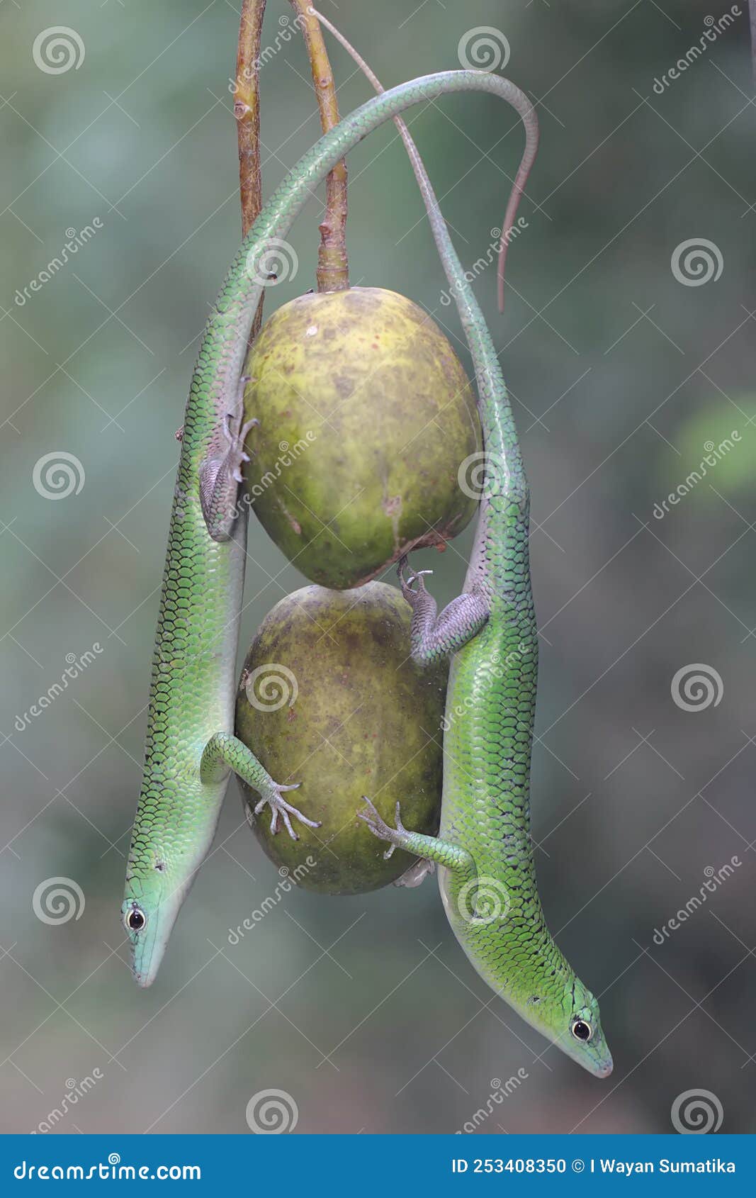 Two Emerald Tree Skinks are Sunbathing before Starting Its daily ...