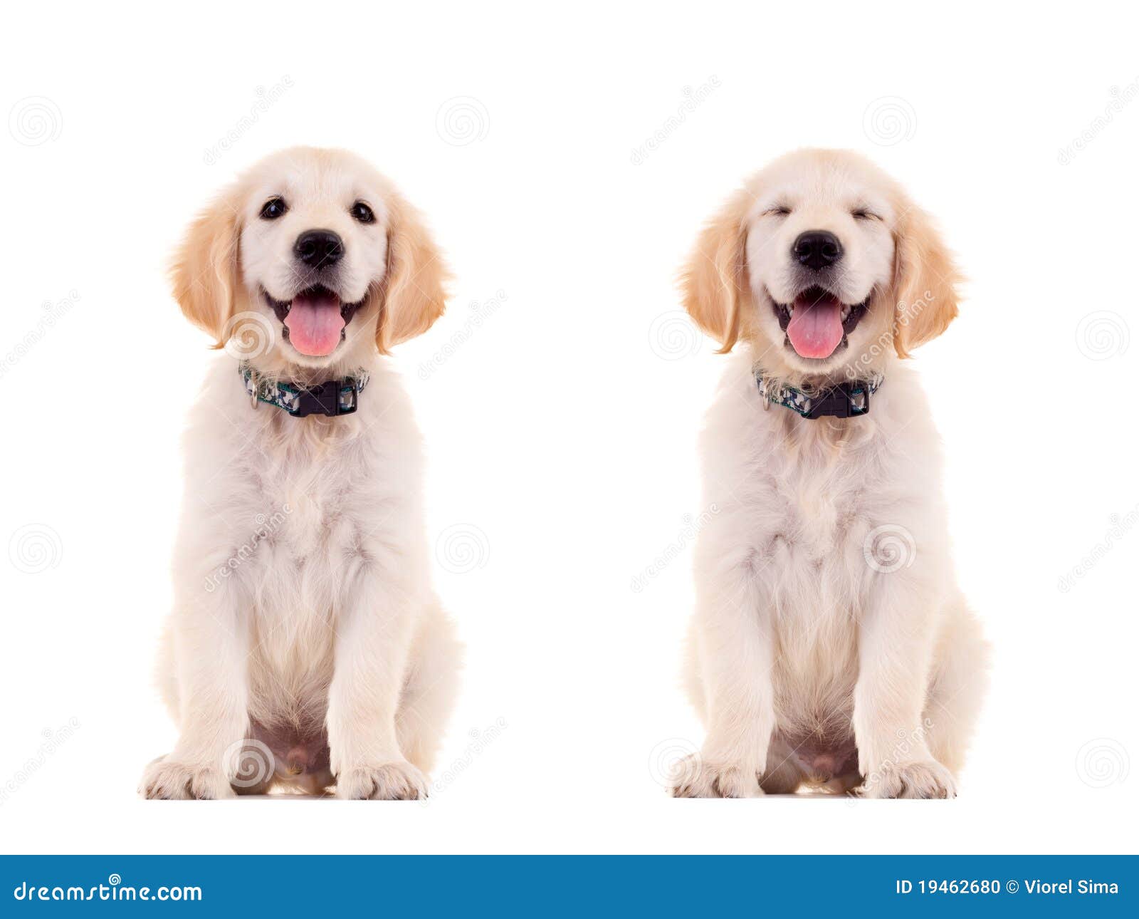 Two Emotional Poses of a Cute Puppy Stock Photo - Image of animals ...