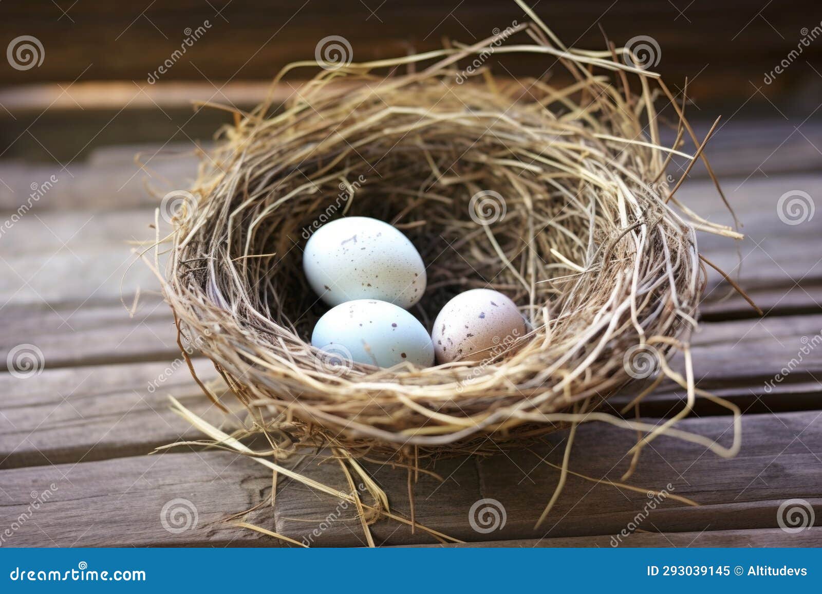 Two Empty Bird Nests, One Filled with Eggs Stock Illustration ...