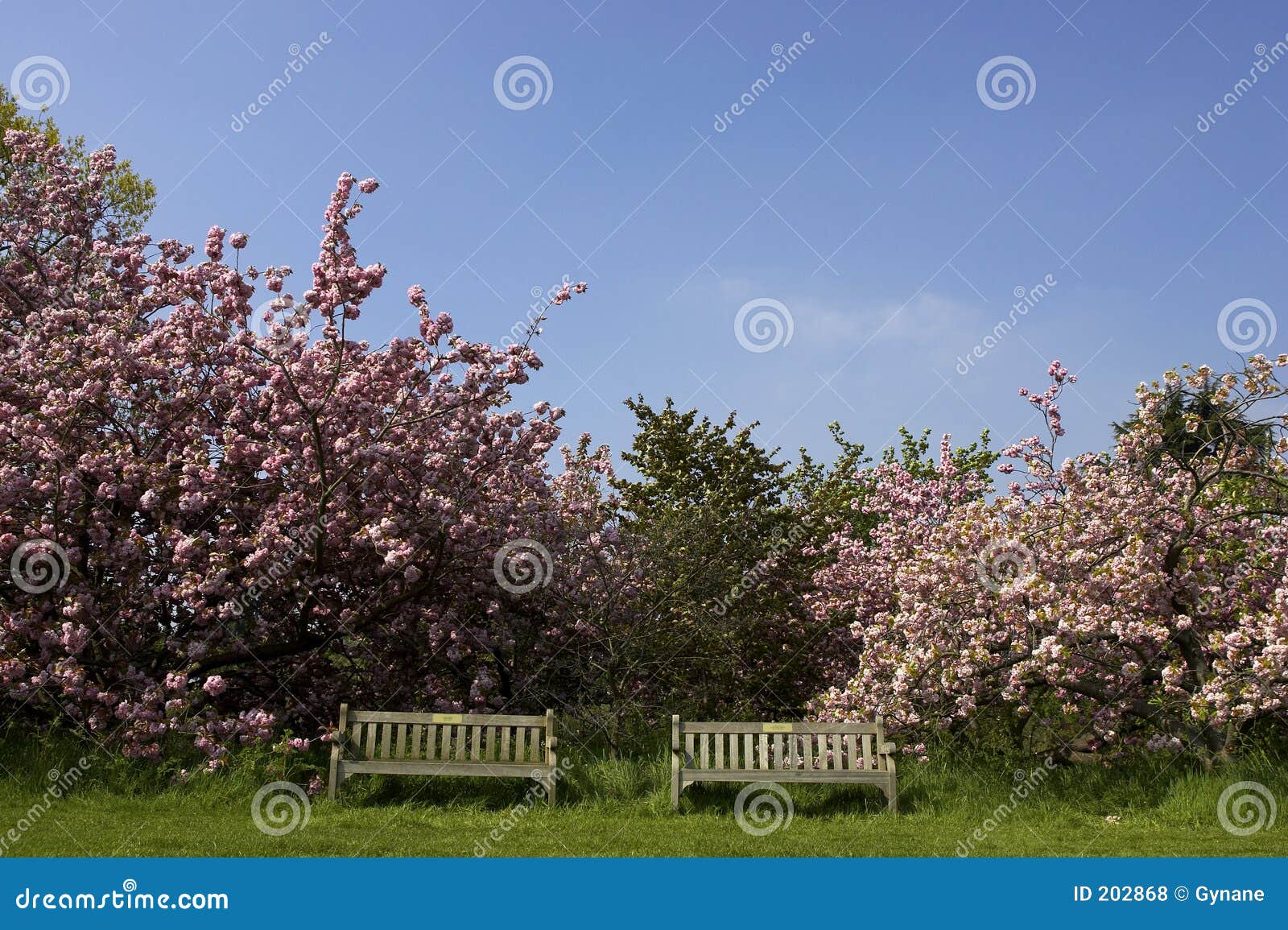 Park Benches Under Cherry Blossom Trees Royalty-Free Stock Photography ...