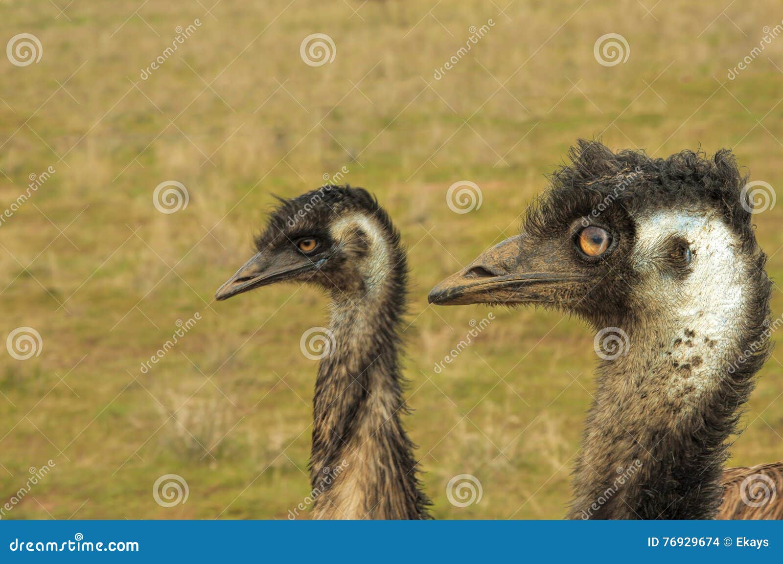 Two emus stock photo. Image of feathers, native, animal - 76929674