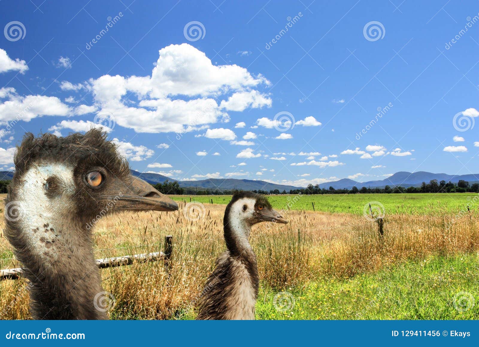 Close Up View of Two Emus Head Stock Photo - Image of horizon, sunny ...