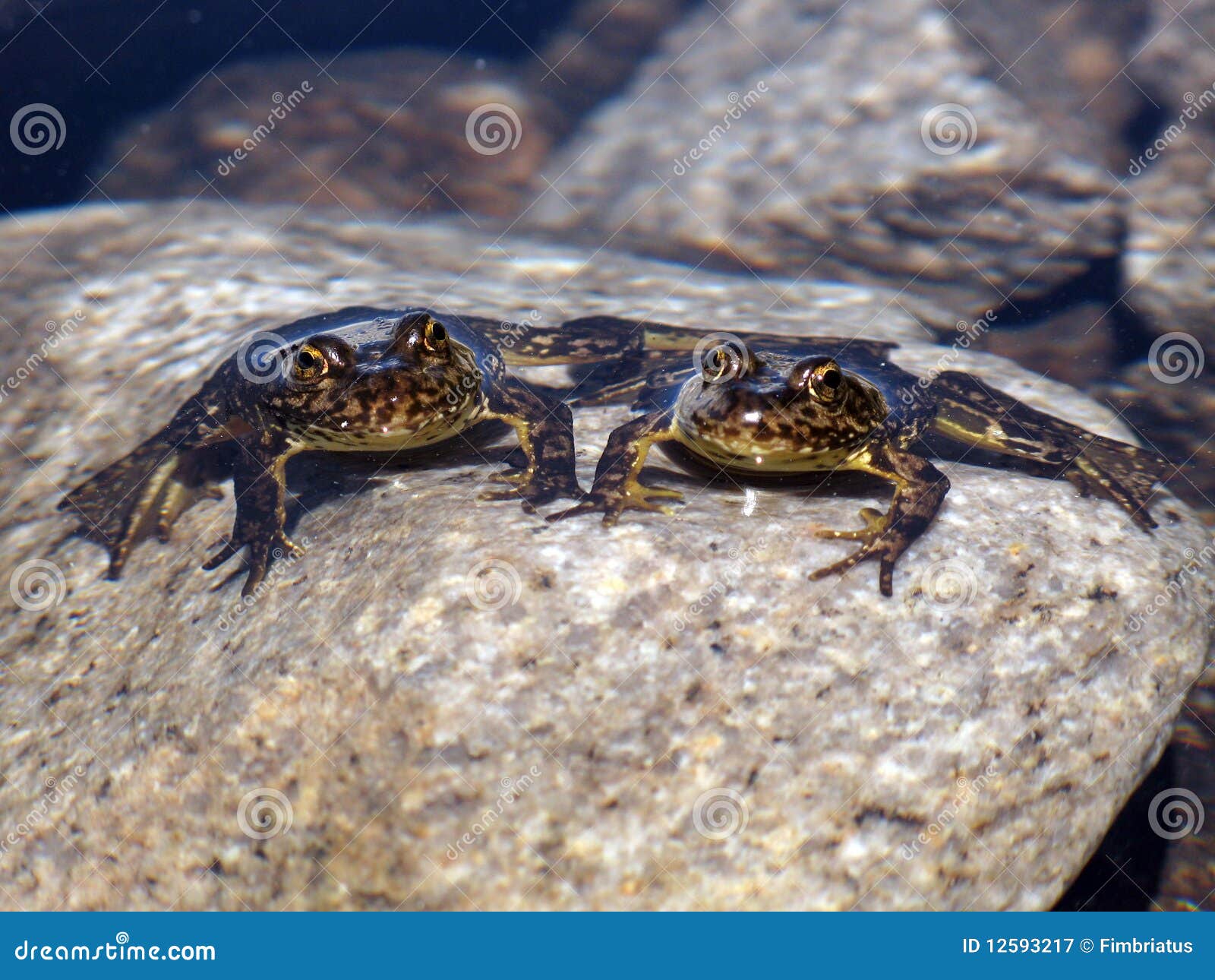 Two Endangered Mountain Yellow Legged Frogs Stock Image - Image of muir ...