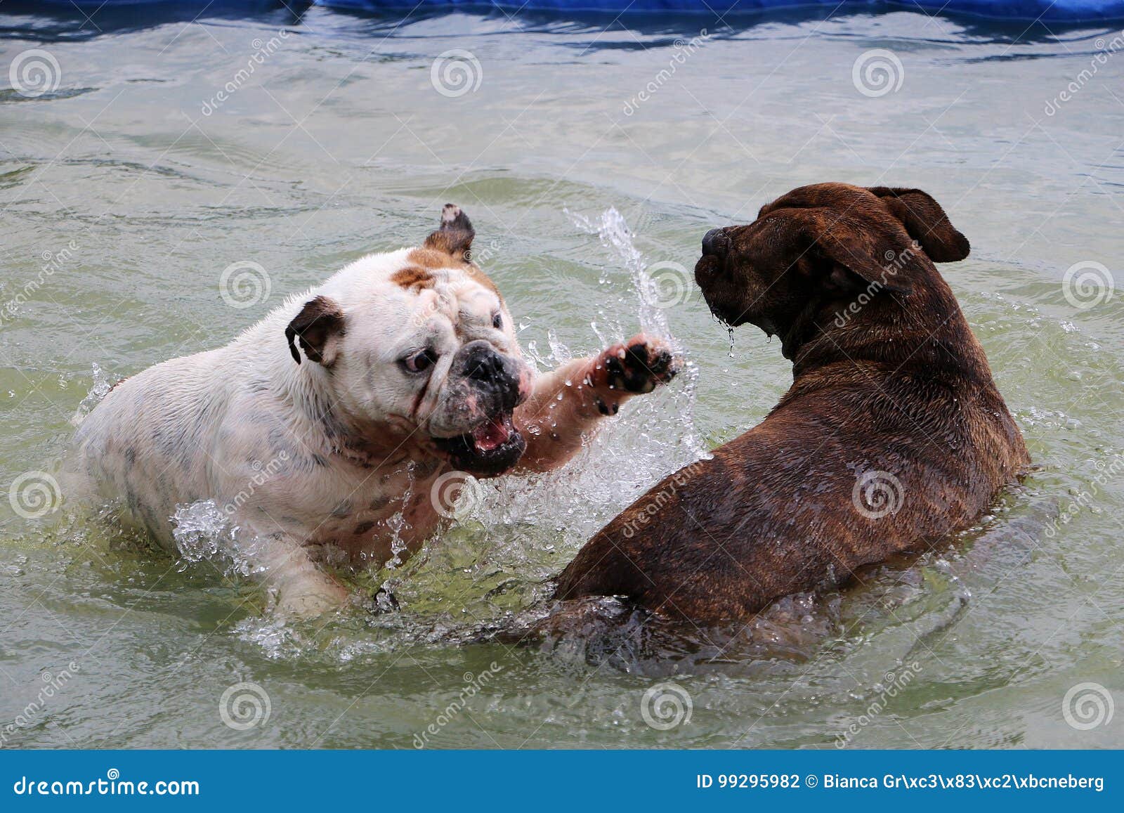 Two English Bulldogs in the Pool Stock Photo - Image of action, friends ...