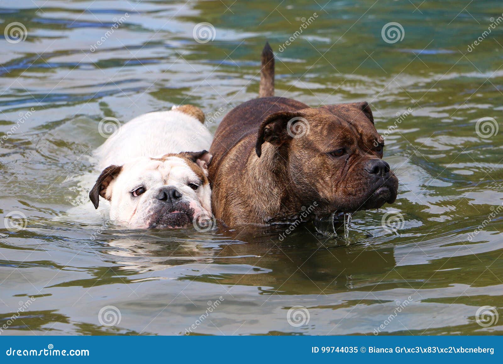 Two English Bulldogs in the Pool Stock Image - Image of animal, nature ...