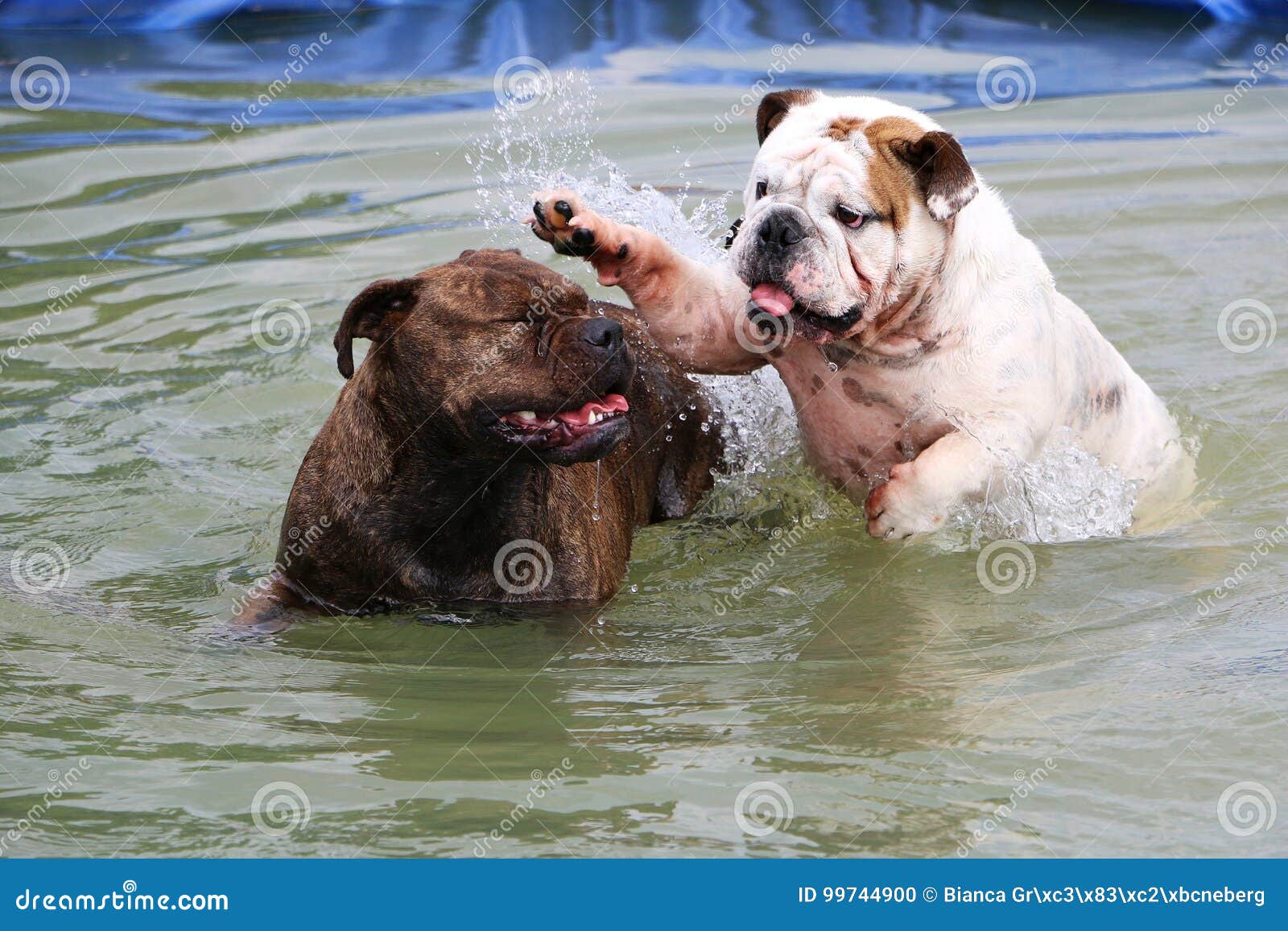 Two English Bulldogs in the Pool Stock Photo - Image of green, male ...