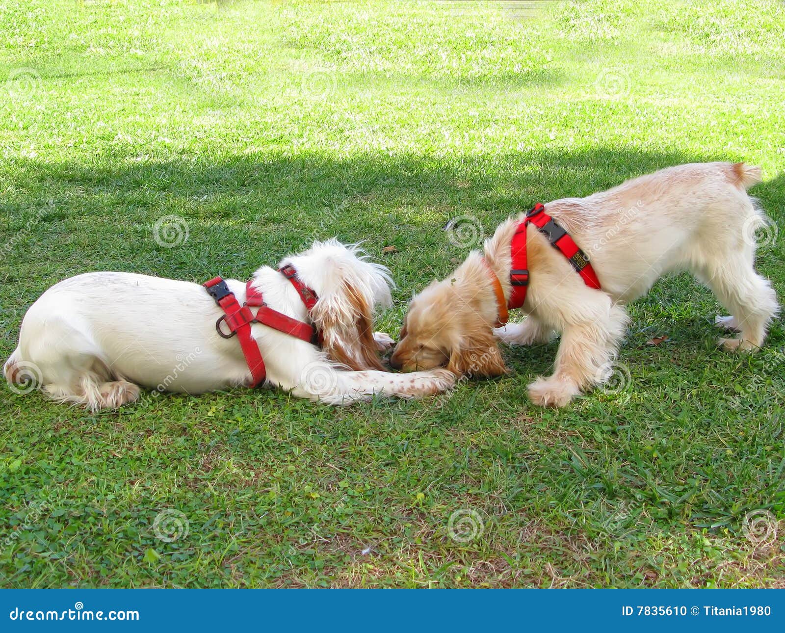 Two English Cocker Spaniel Puppies Stock Photo - Image of puppy ...