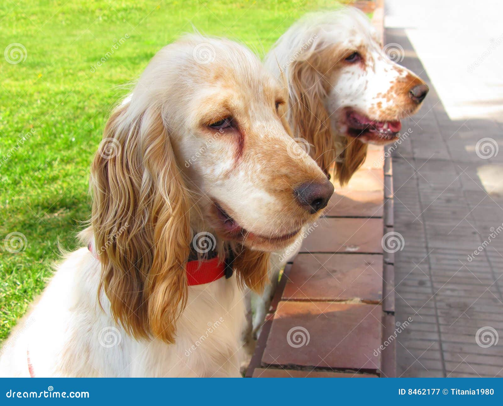 Two English Cocker Spaniel Puppies Stock Image - Image of brown, ears ...