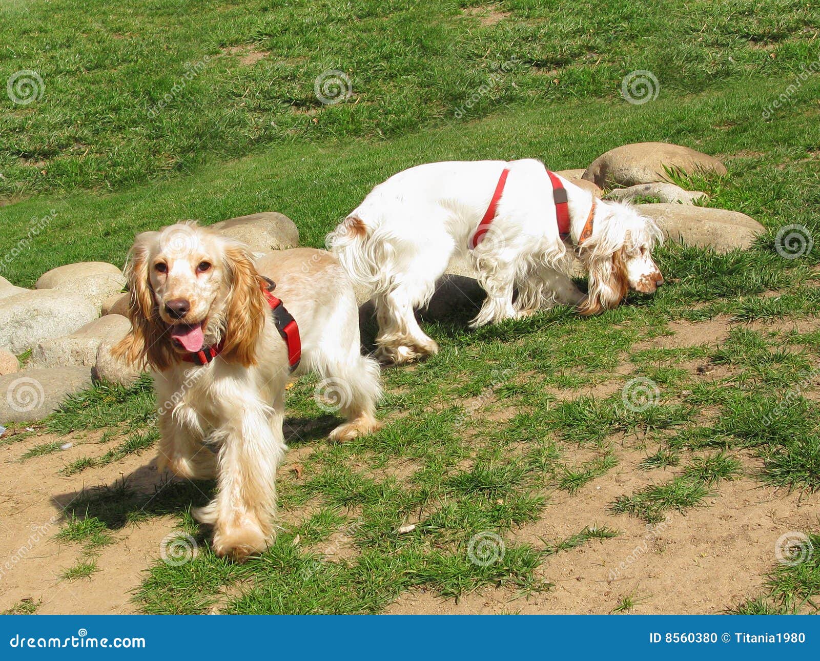 Two English Cocker Spaniel Puppies Stock Photo - Image of playing ...