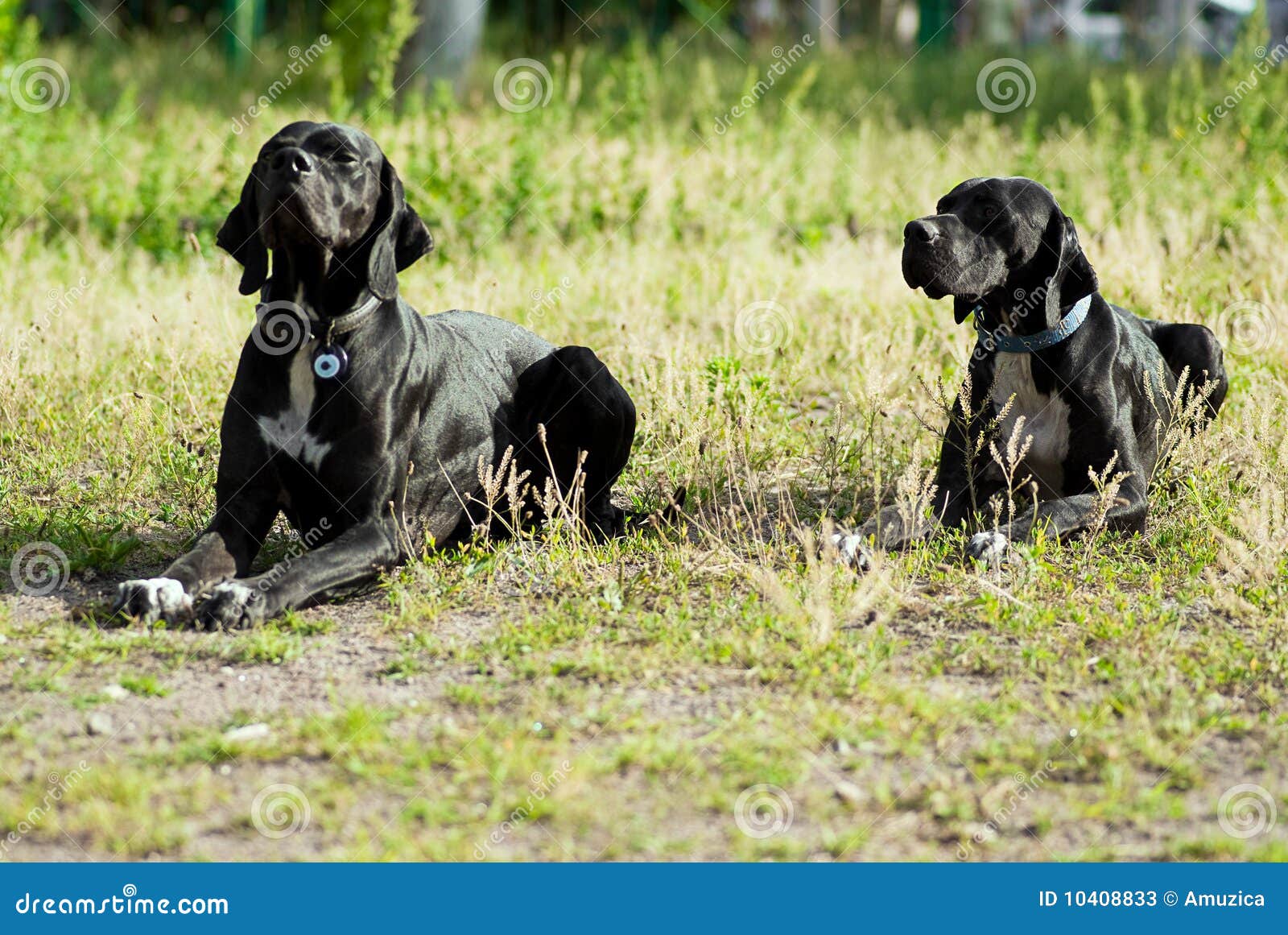 Black English Pointer Great Dane Mix