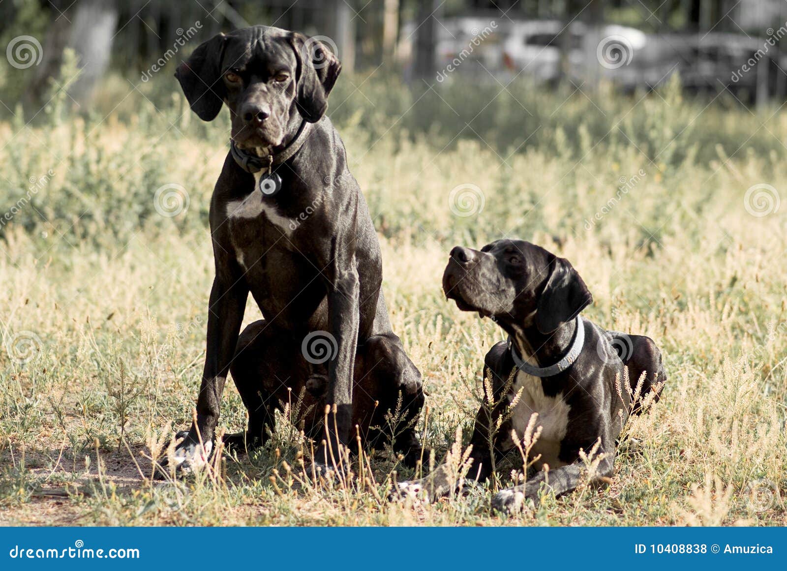 Two English pointer dogs stock photo. Image of doggy - 10408838