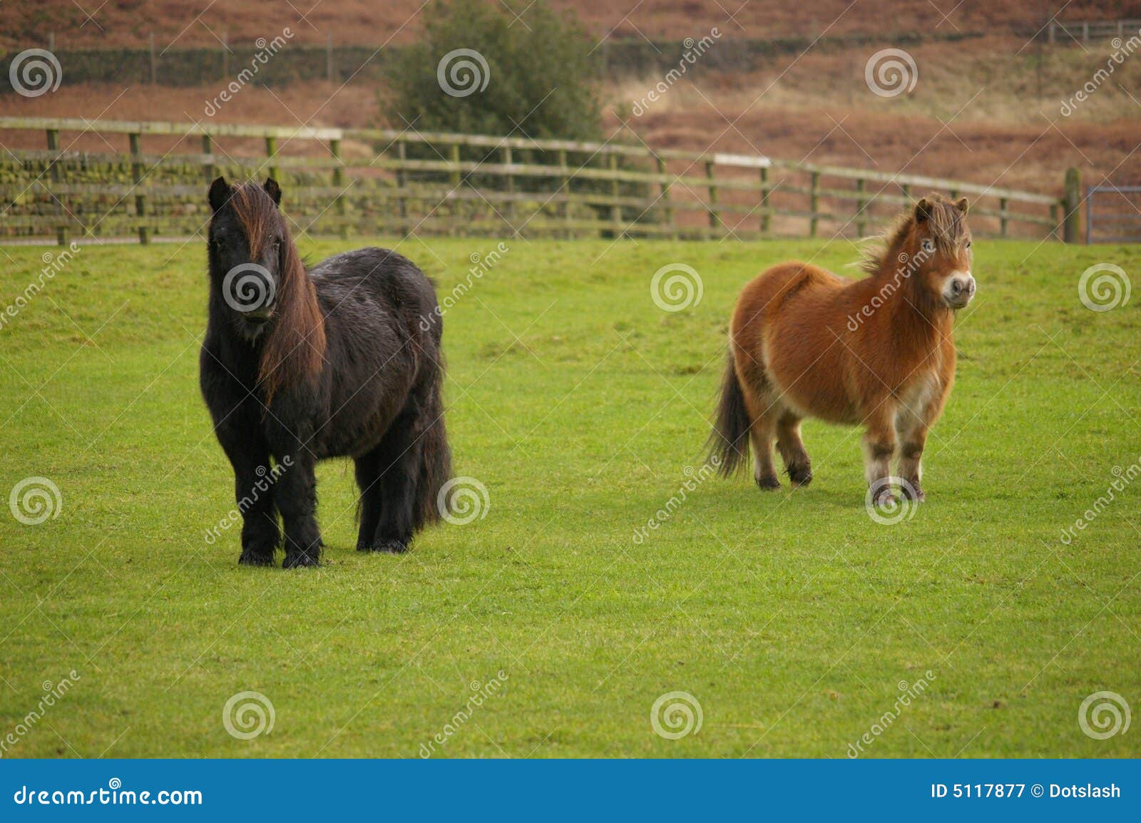 Two English Pony S in a Field Stock Image - Image of nature, grass: 5117877