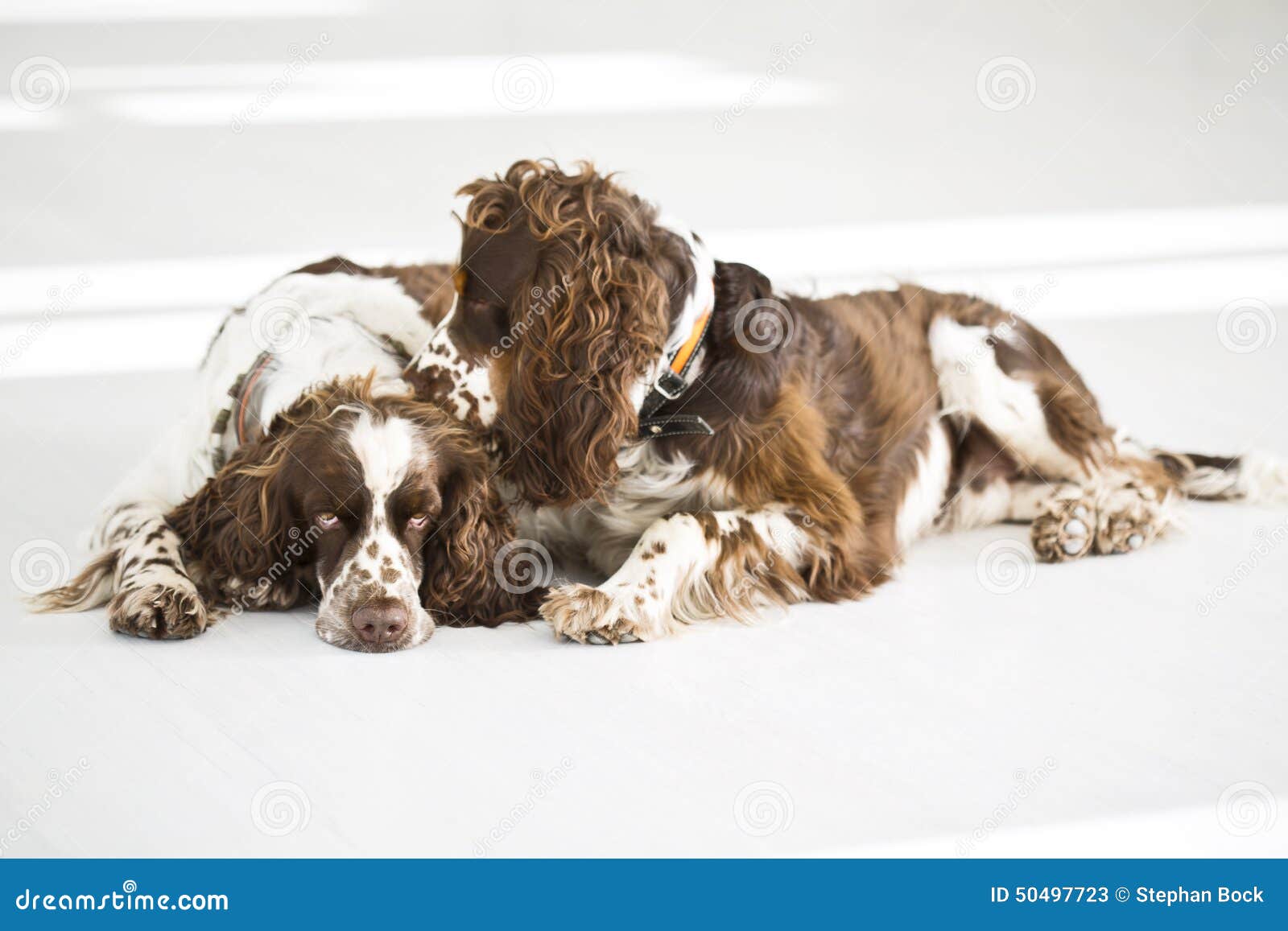 Two English Springer Spaniels Stock Image - Image of lying, spaniel ...