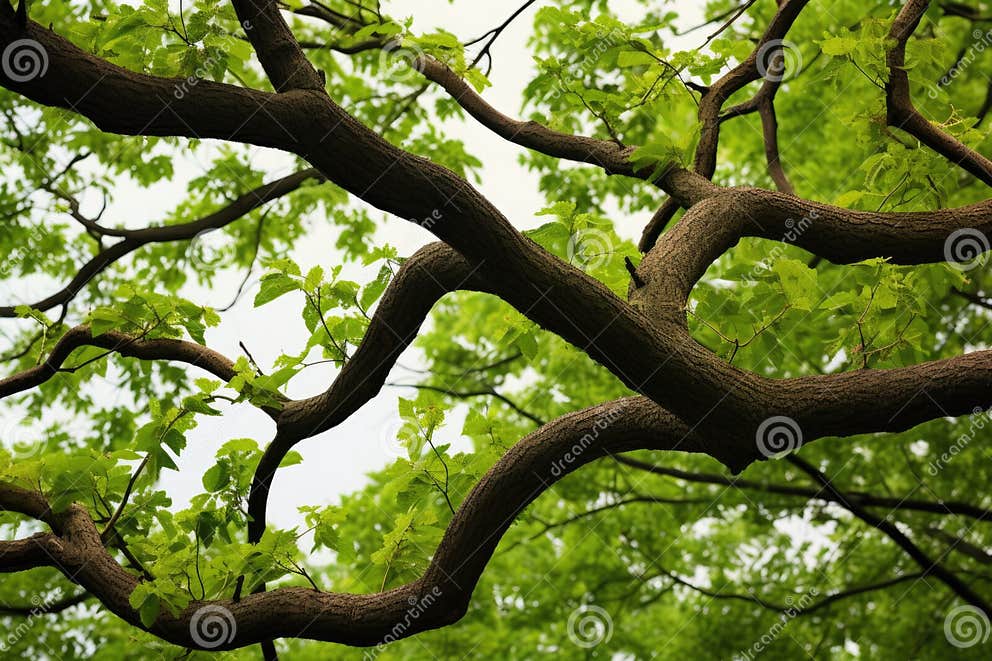 Two entwined tree branches stock image. Image of nature - 293951071