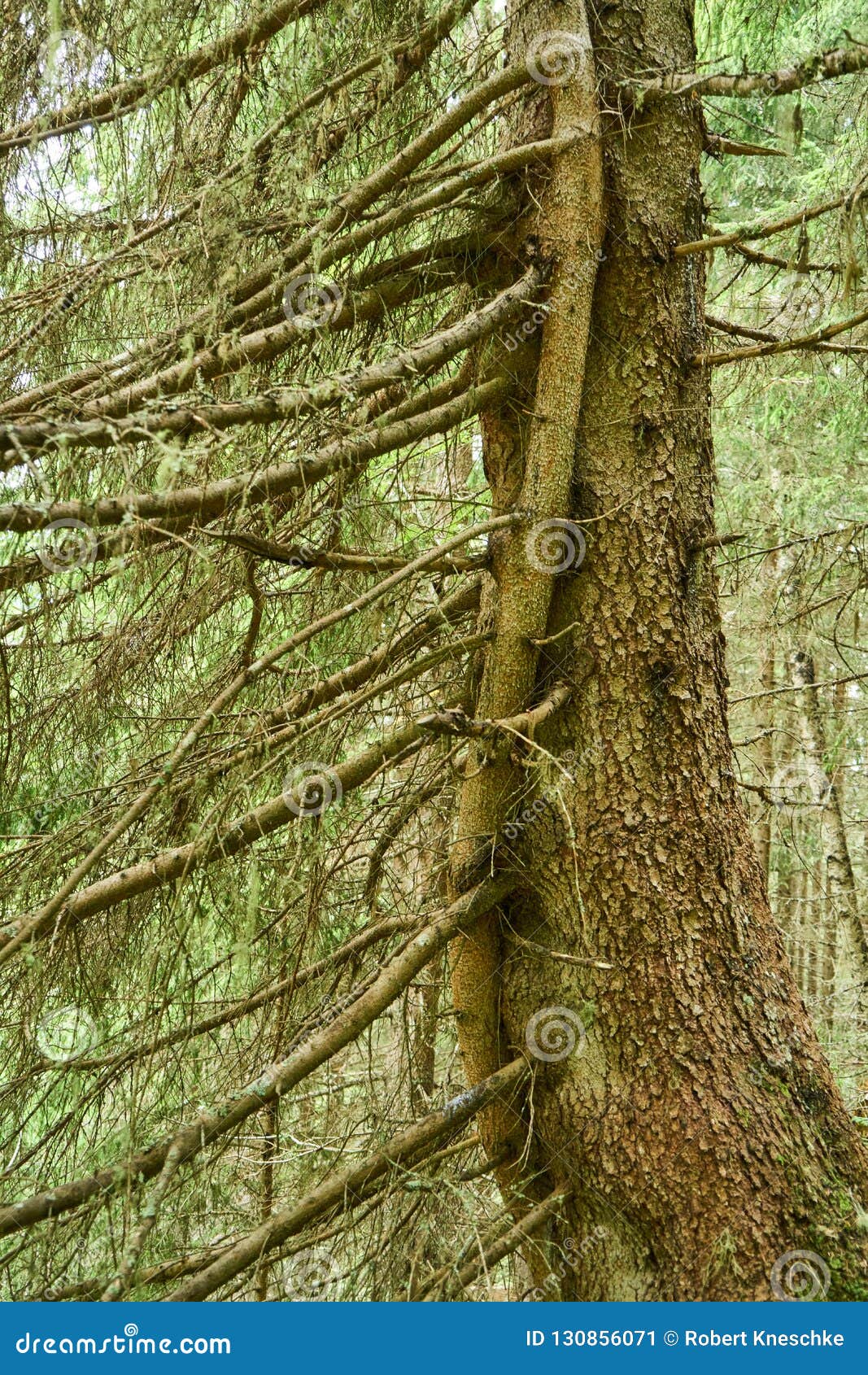 Two Entwined Tree Trunks in the Forest Stock Image - Image of tree ...