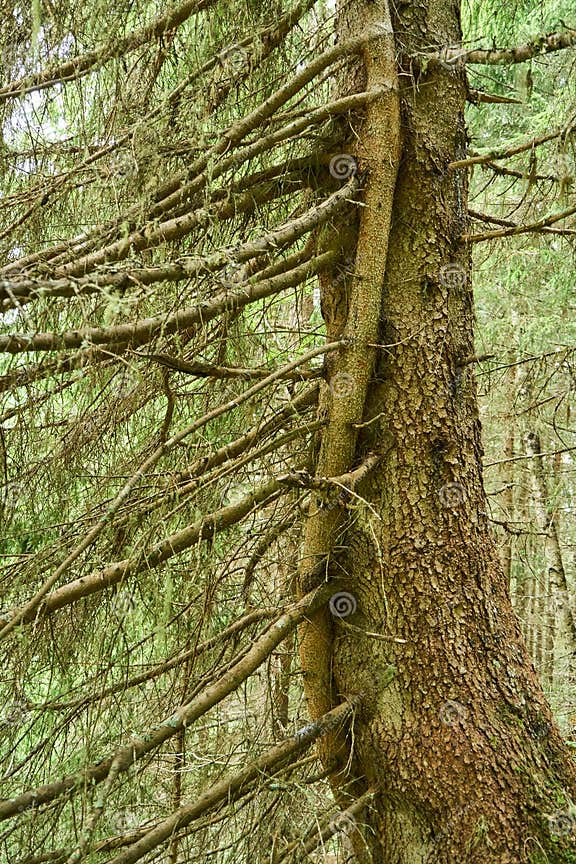 Two Entwined Tree Trunks in the Forest Stock Image - Image of tree ...
