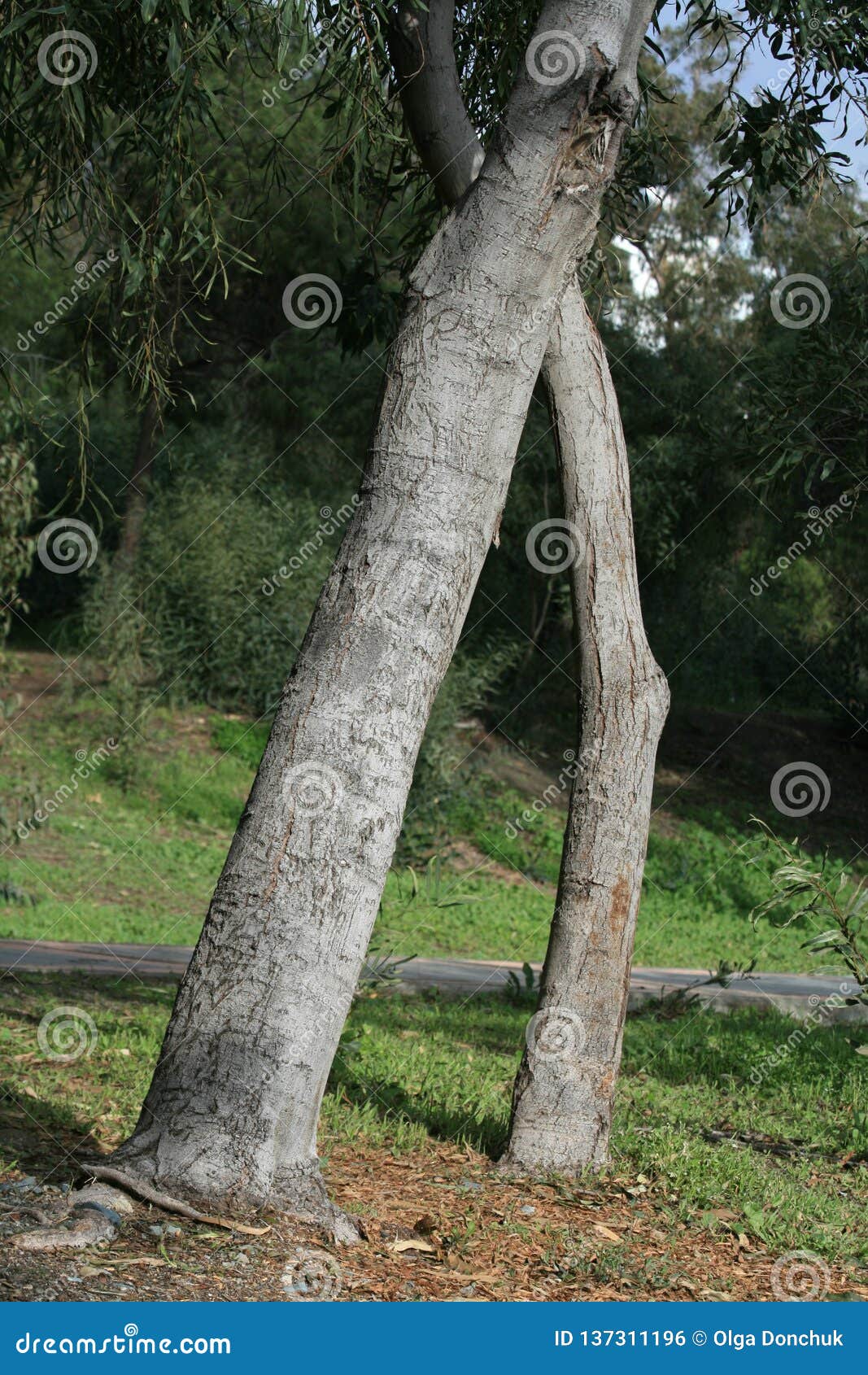 Two eucalyptus tree trunks stock photo. Image of leaf - 137311196
