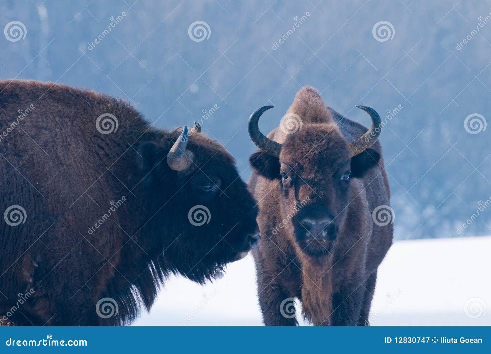Two European Bisons (Bison Bonasus) Portrait Stock Image - Image of ...